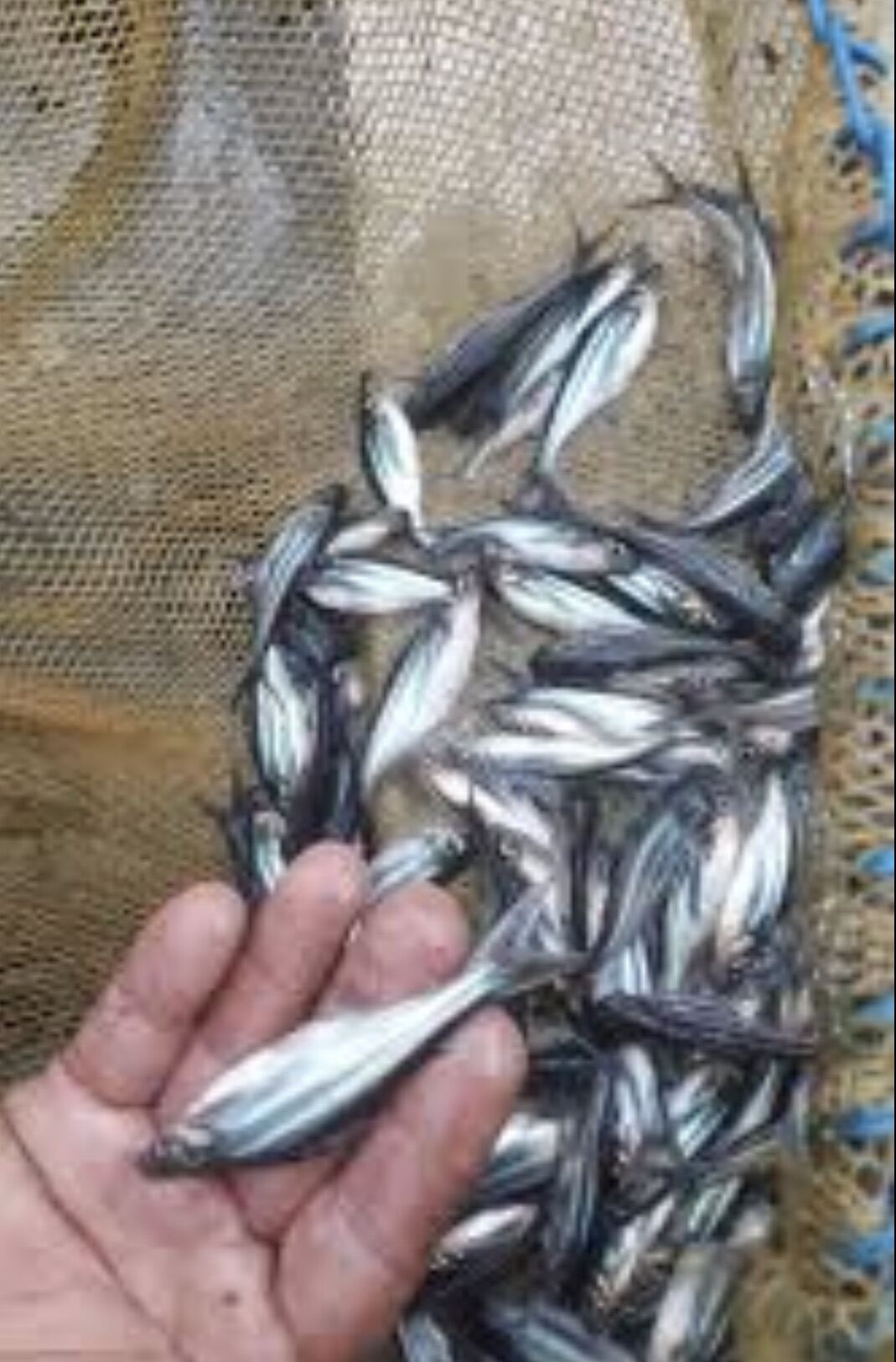 BENIH ANAK IKAN PATIN 50 EKOR | Lazada