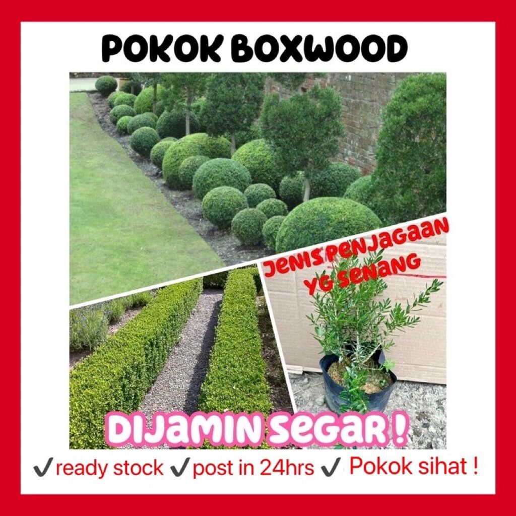 Rina • pokok boxwood • common box buxus sempervirens outdoor bonsai ...