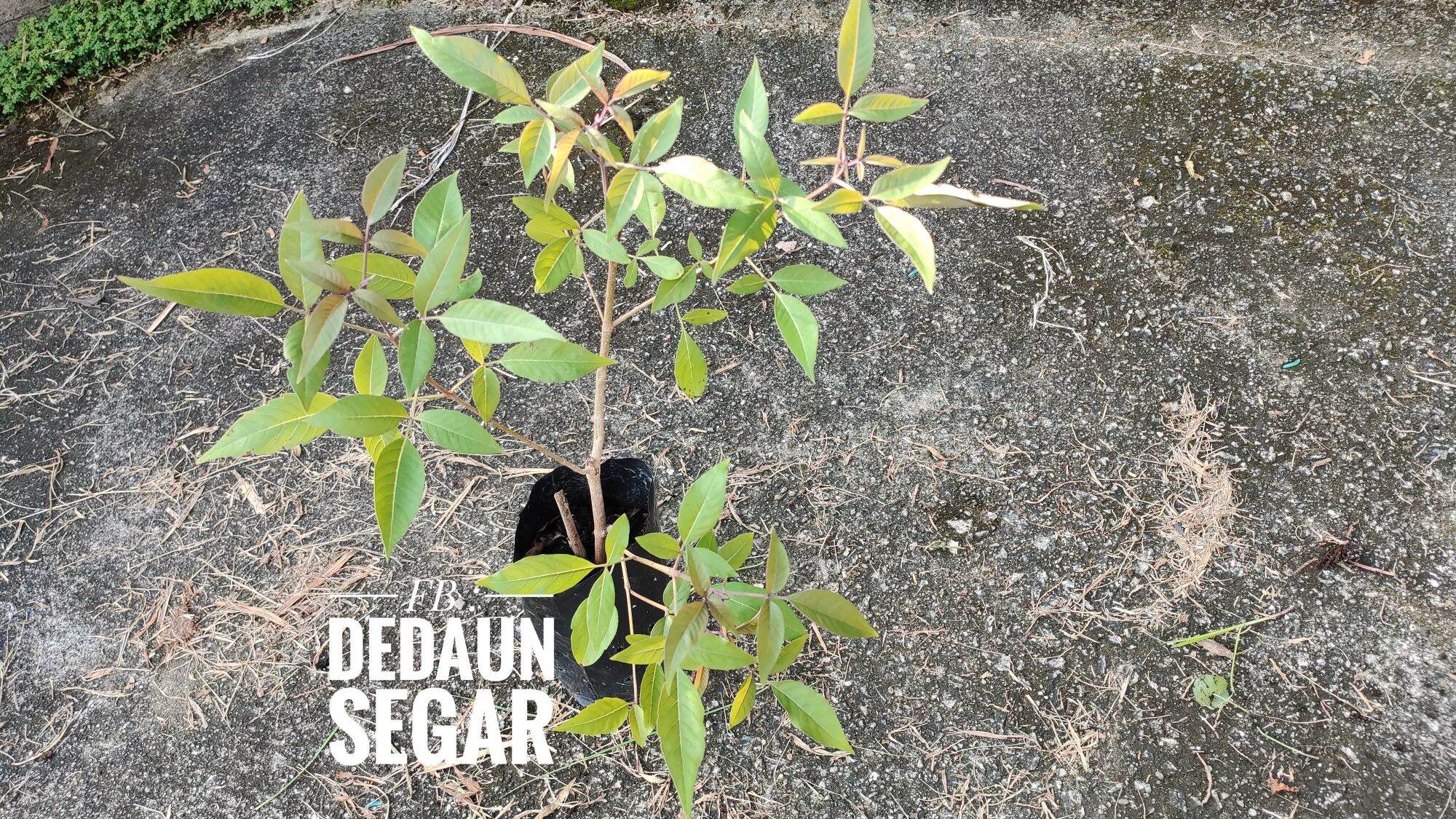Anak Pokok Lemuni | Lazada