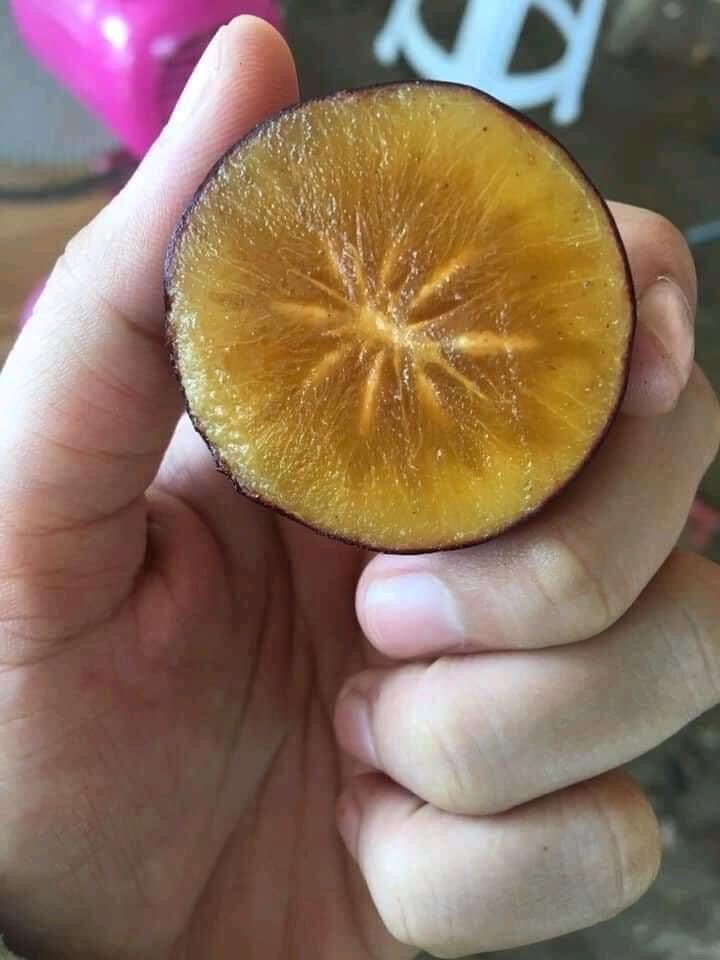 Pokok Kerkuk / Kerekuk Indian Coffee Plum Flacourtia Jangomas - buah ...