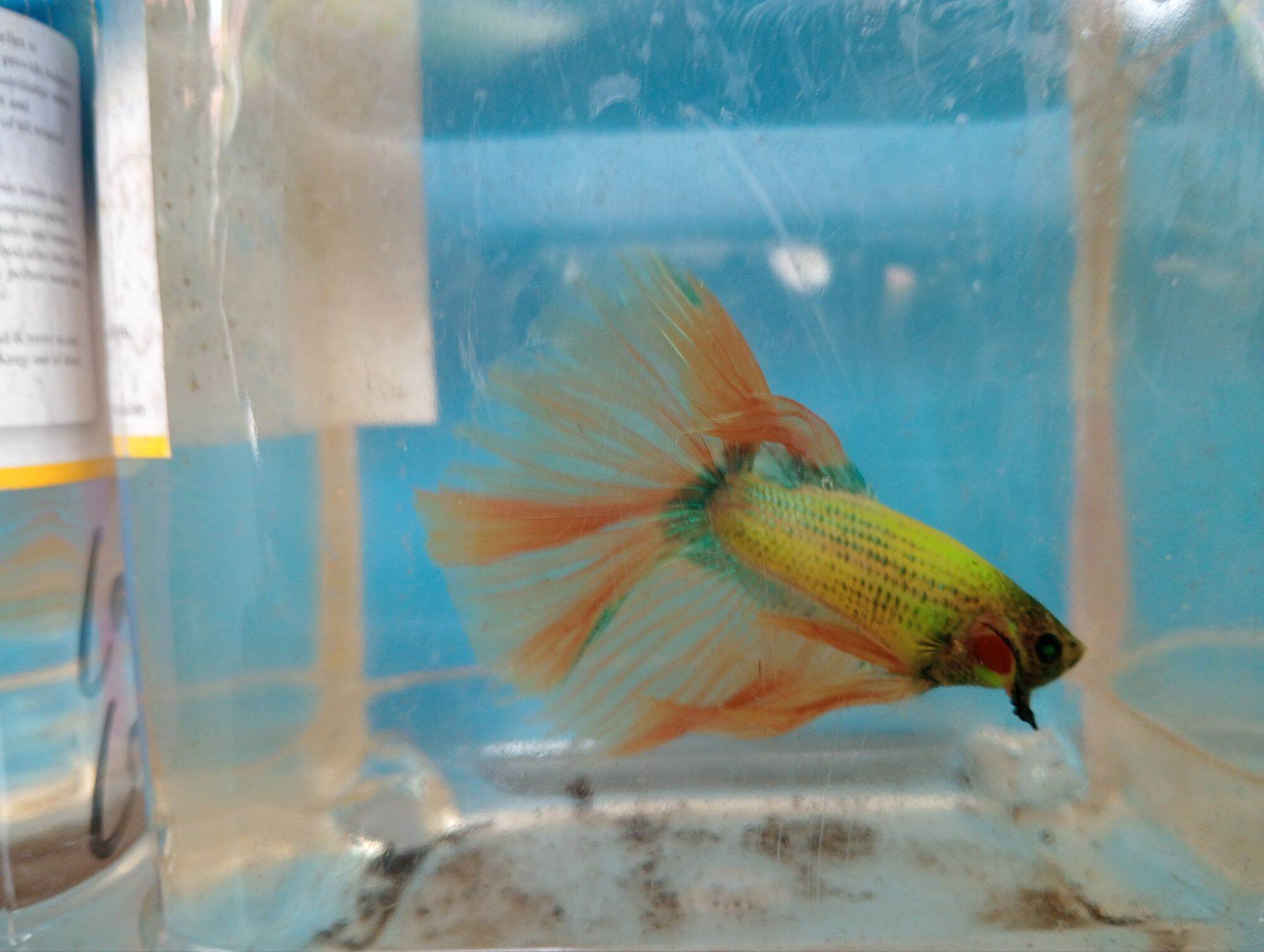 Neon betta /Glo betta /Halfmoon /pair /ready breed /ikan laga | Lazada