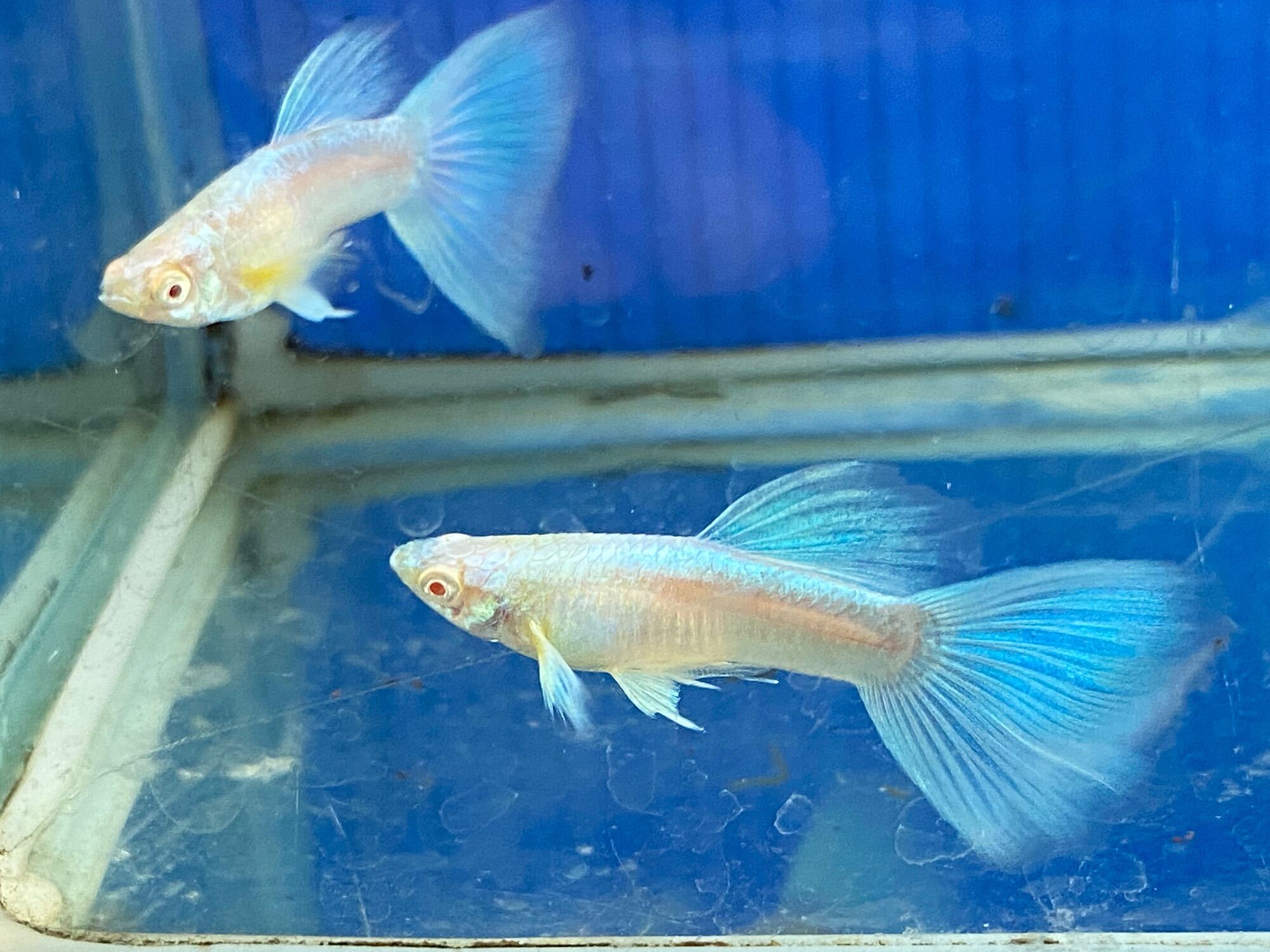 PROMO 2 Pair Albino Sky Blue Guppy | Lazada