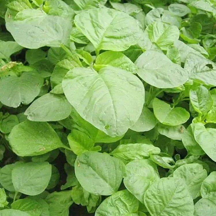 Benih Bayam Daun Bulat/Round Leaves Green Amaranth/圆叶苋菜种子 | Lazada