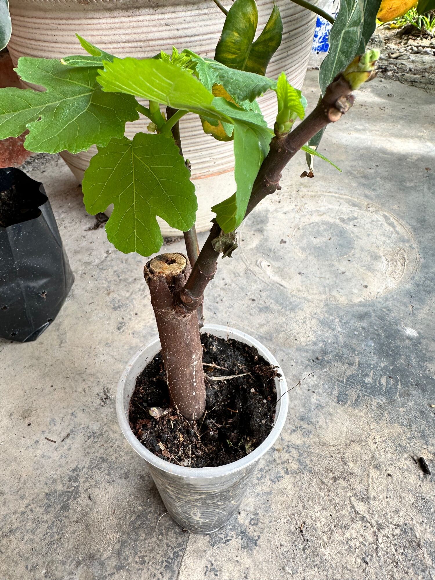 Anak Pokok Tin / Fig Live Plant | Lazada