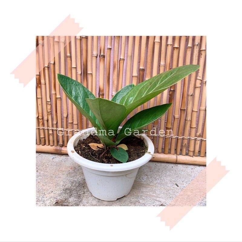 (GG real plant) anthurium jemani ^ pokok hidup hiasan rumah jungle bush ...