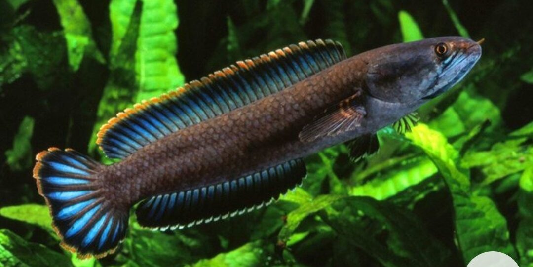 Chana Limbata Channa Limbata fries 1inch+- 彩虹雷龙鱼苗 | Lazada