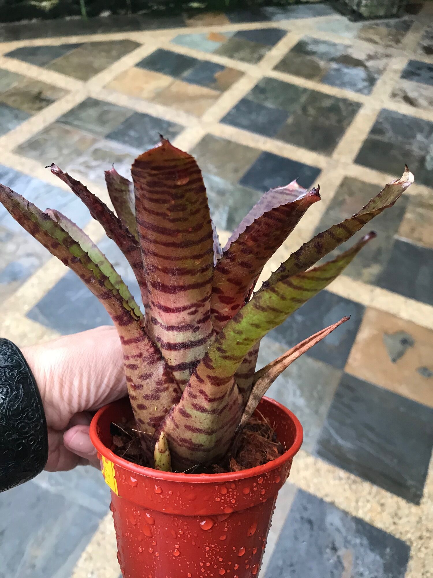 Neoregelia Punctatissima Rubra （ Bromeliad / 積水风梨 ) | Lazada