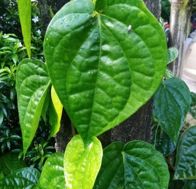 pokok sireh, keratan | Lazada