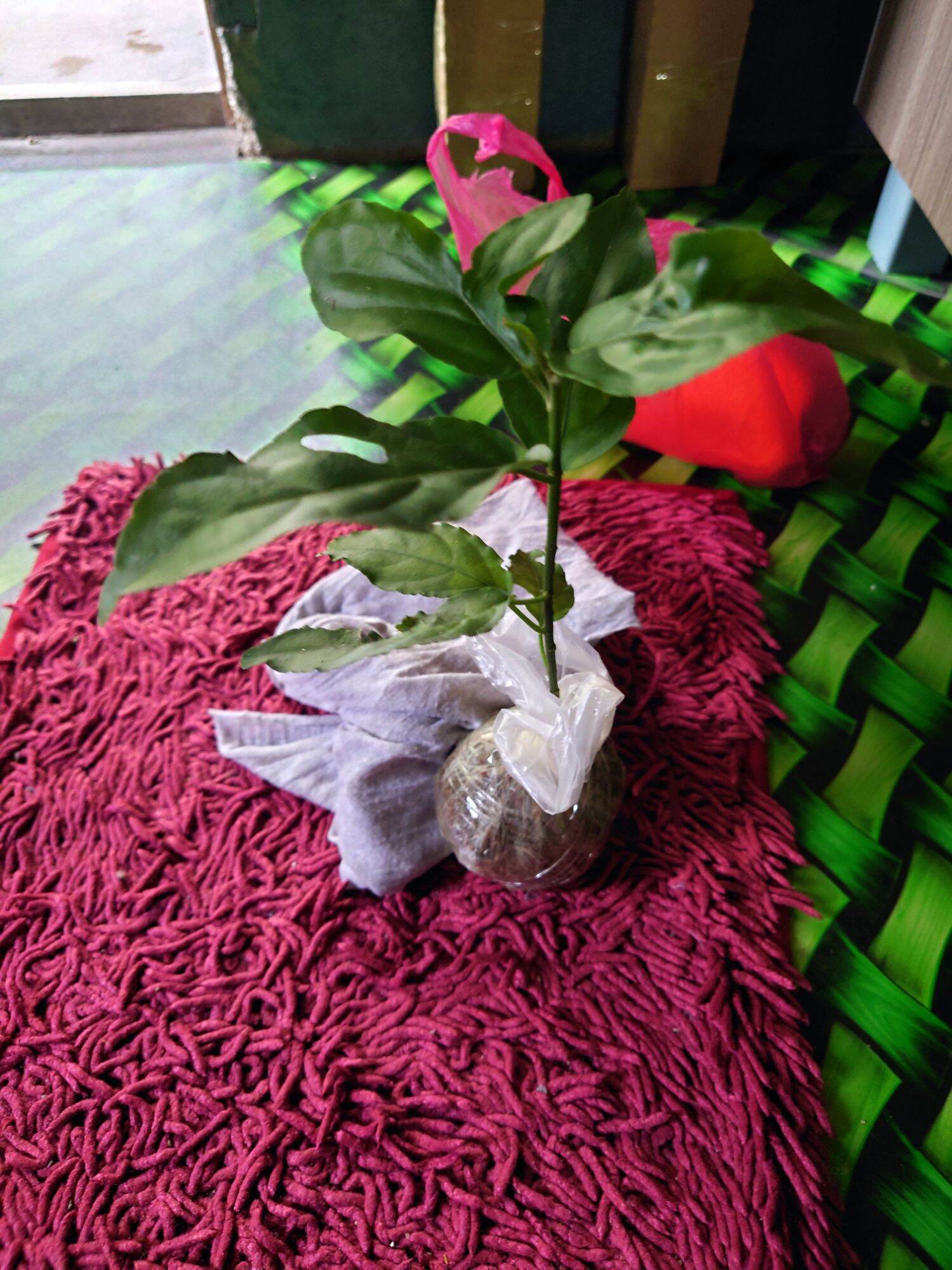 Anak pokok salang pucuk daun salang 1 pcs anak pokok asal tumbuhan ...