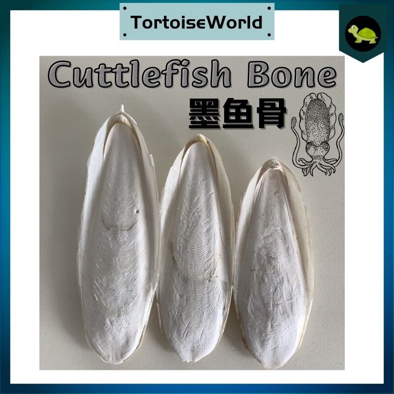 Cuttlefish Bone Tortoise Calcium Supplement 9-11cm墨鱼骨（陆龟补钙神器）Tulang ...