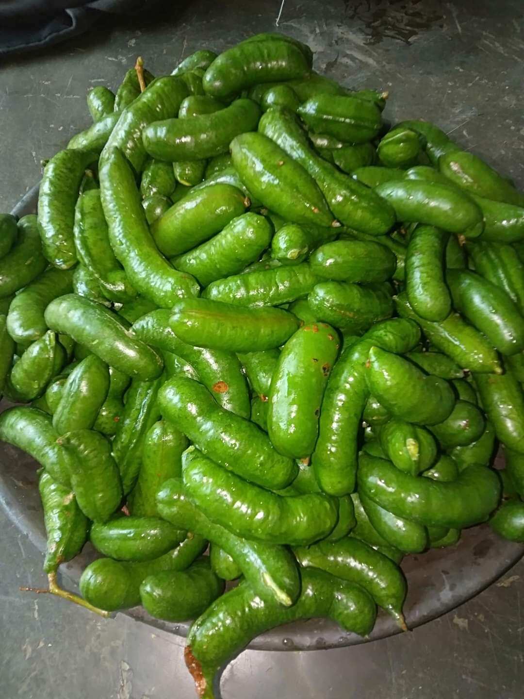 FAST SHIPPING Buah kerdas 1kg/Buah besar/Fresh | Lazada