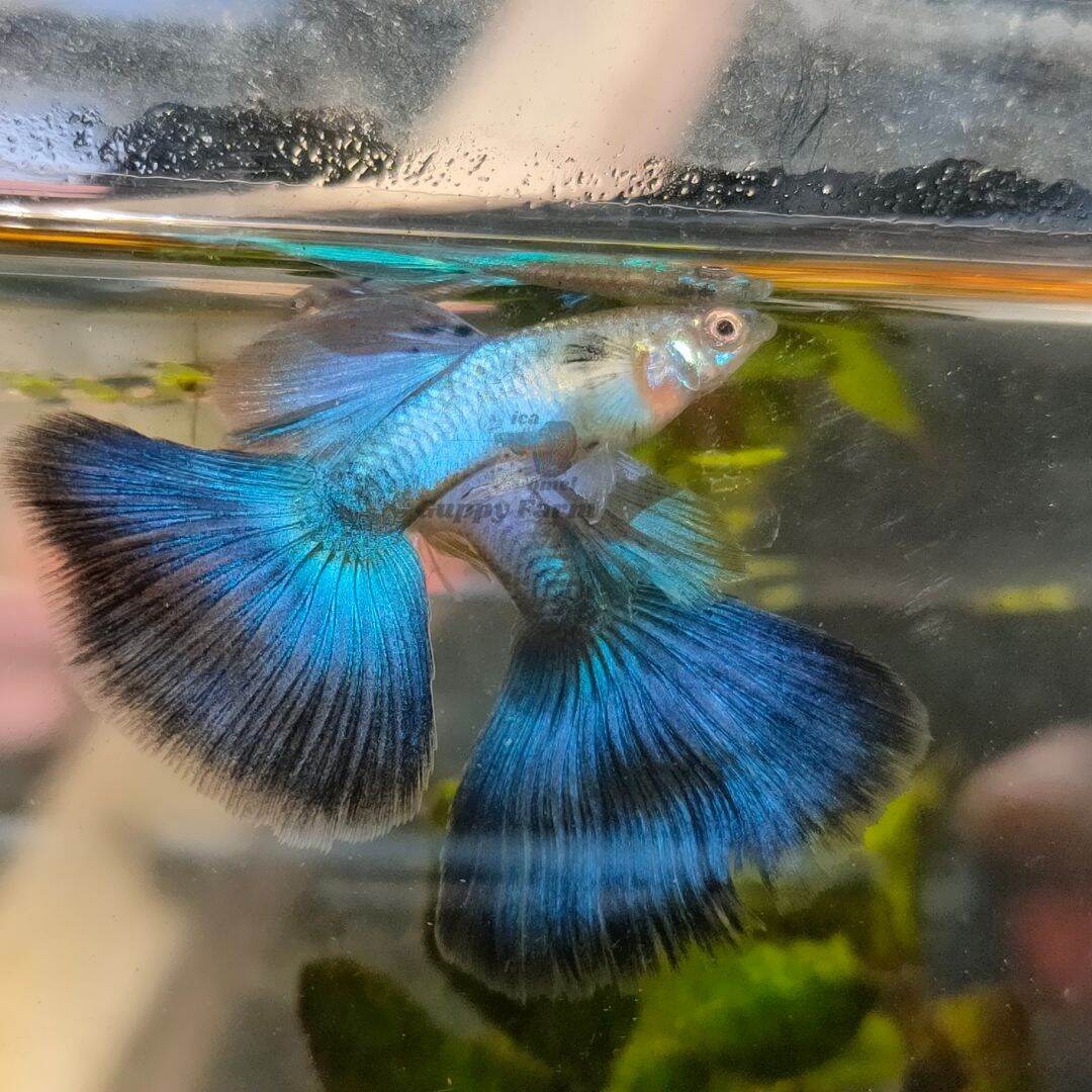 IKAN GUPPY JAPAN BLUE BLUE TAIL (BIG TAIL) GUPPY (PAIR) | Lazada IKAN GUPPY JAPAN BLUE BLUE TAIL (BIG TAIL) GUPPY (PAIR) | Lazada