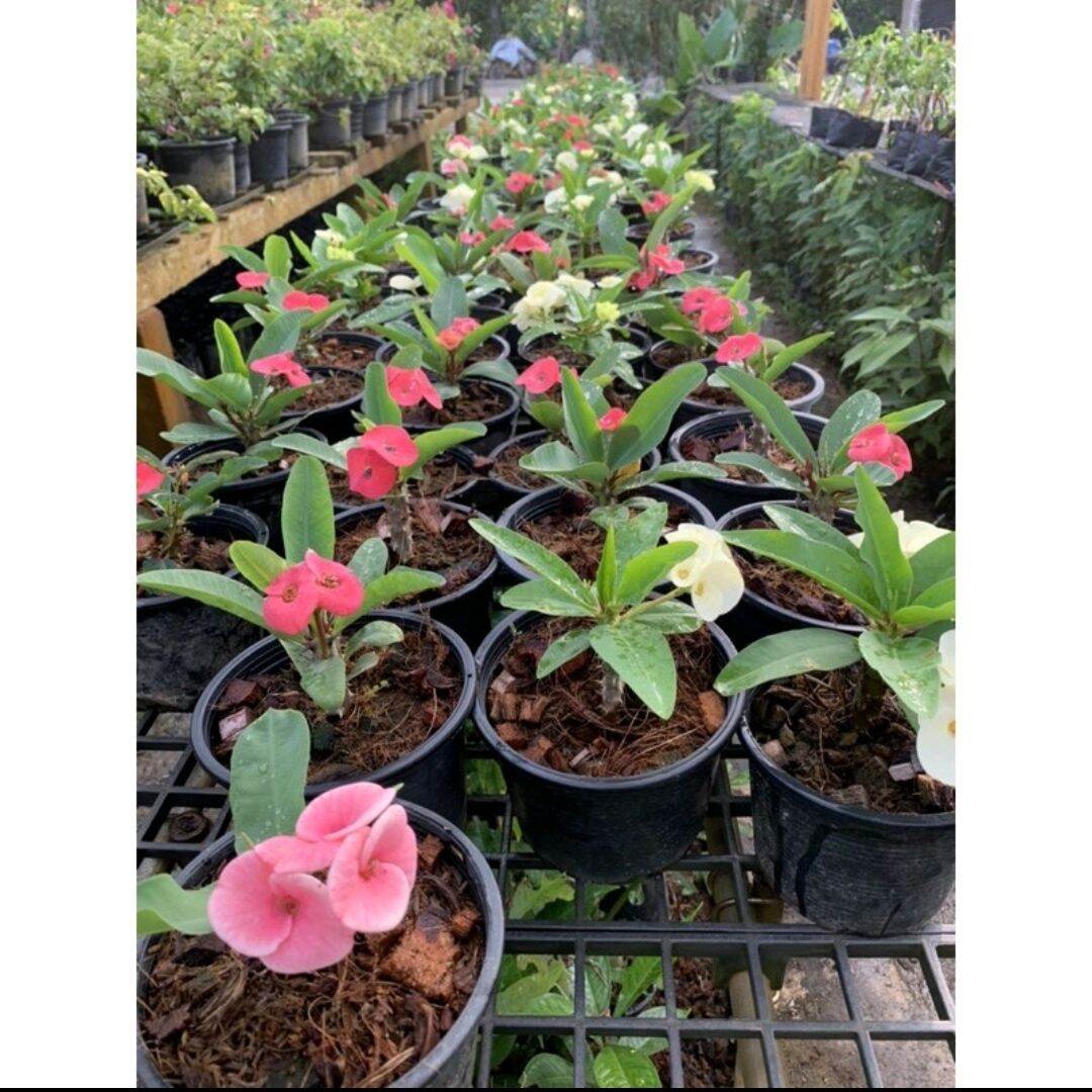 pokok bunga posian mahkota berduri | Lazada