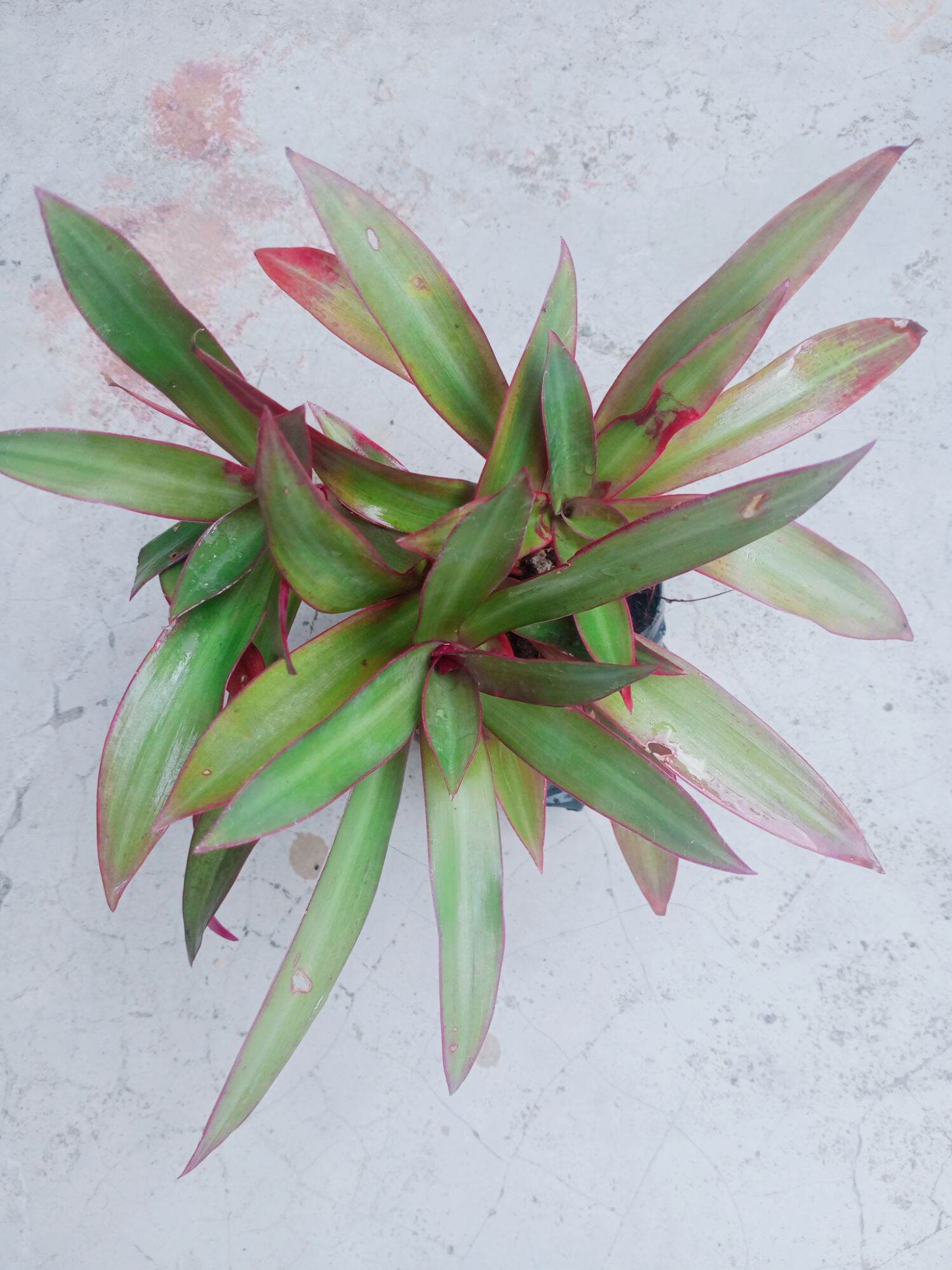 pokok kerang penawar buasir | Lazada