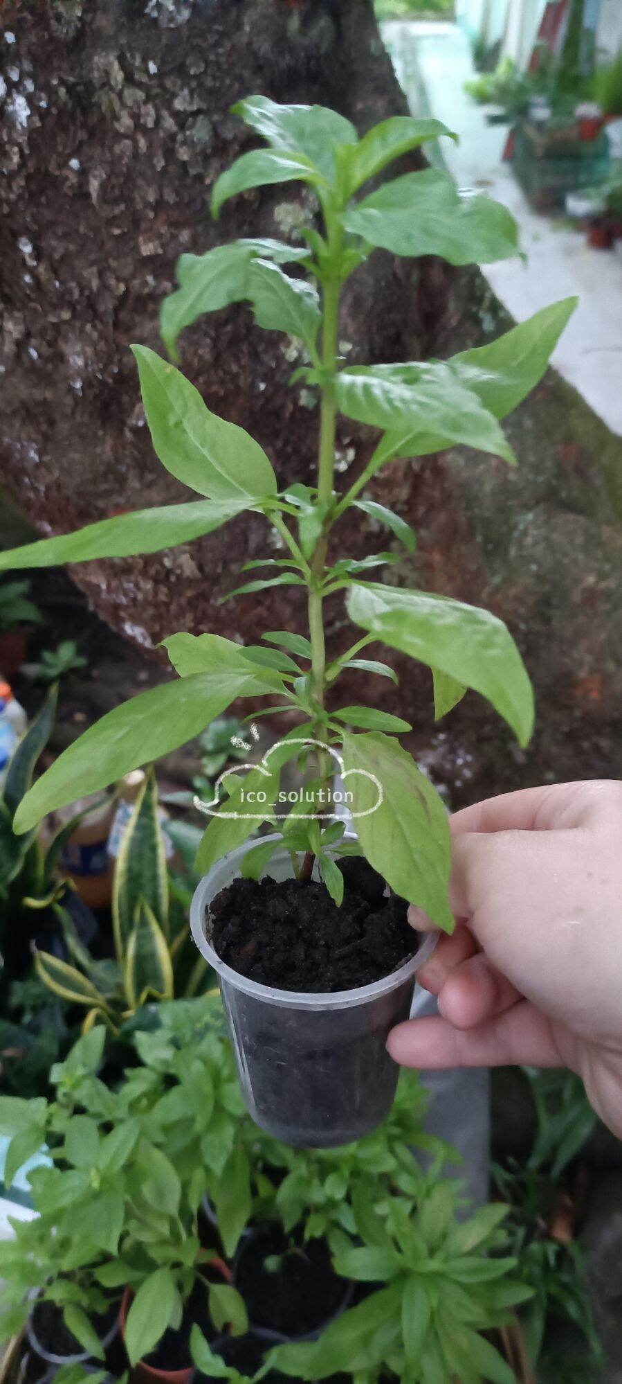 Anak Pokok Thai Basil Plant Anak Pokok Selasih Daun | Lazada