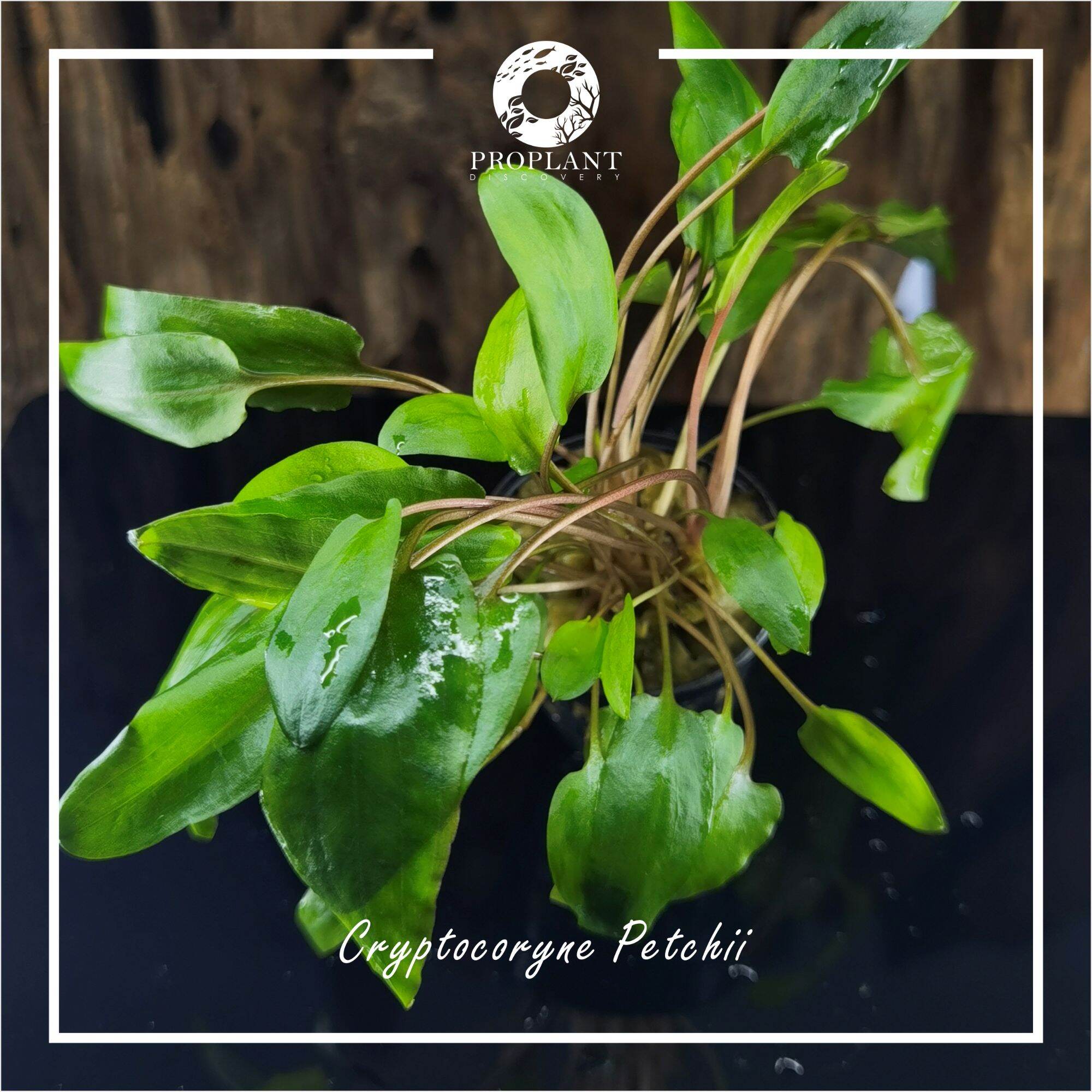 🔥Cryptocoryne Beckettii "Petchii"🔥 ( Low Tech Plant / Aquarium ...