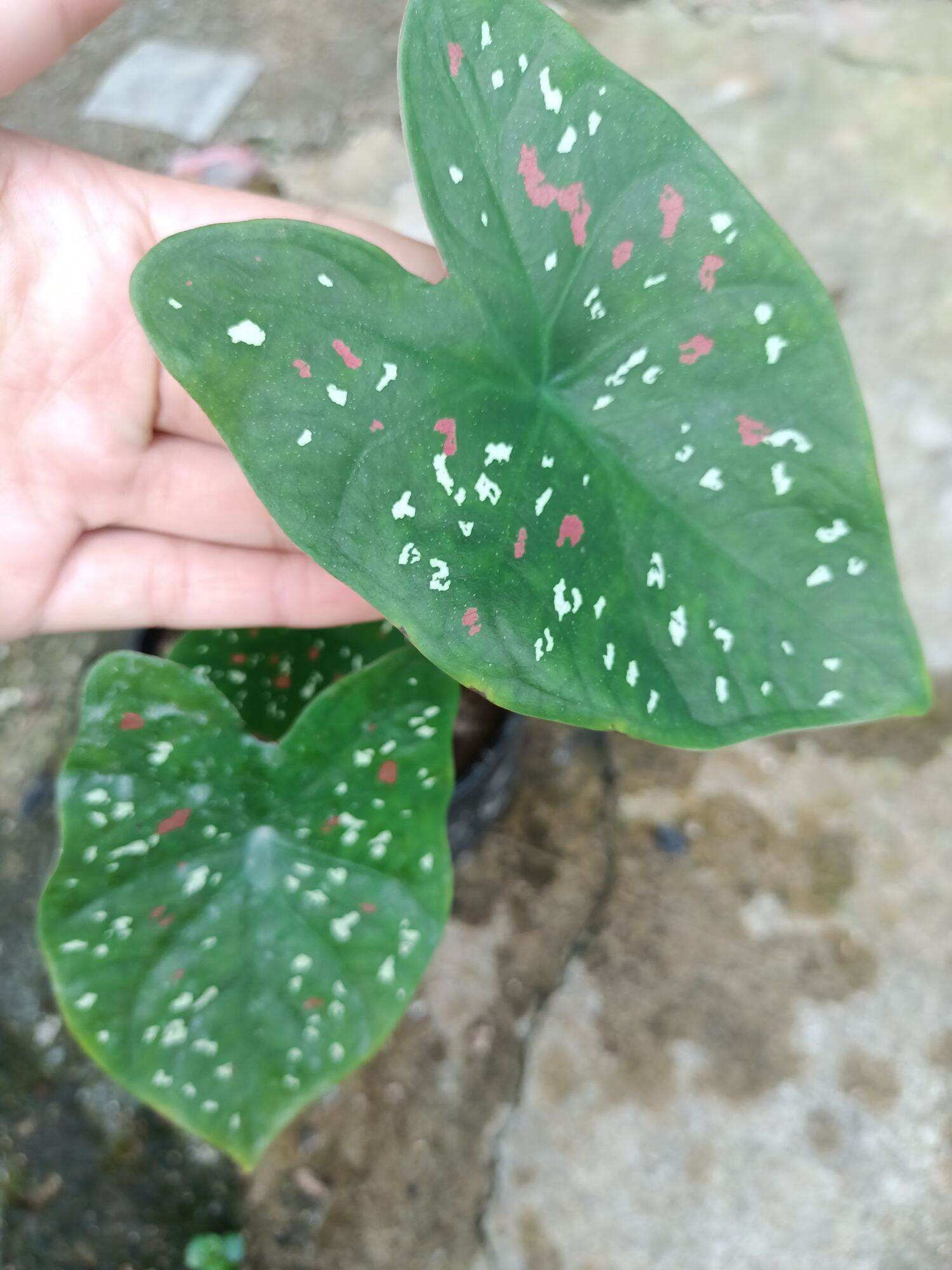 RAYA SALE CALADIUM KELADI POKOK HIDUP LIVE PLANT REAL PLANT WITH POT ...
