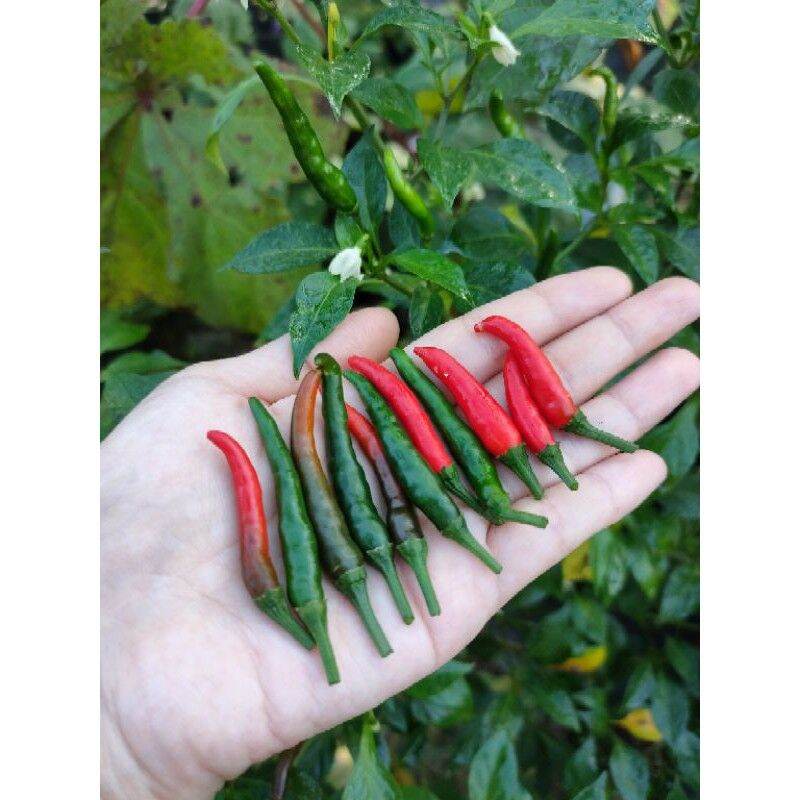 Cili padi kampung thailand rasa yang sangat pedas sebiji sahaja dah ...