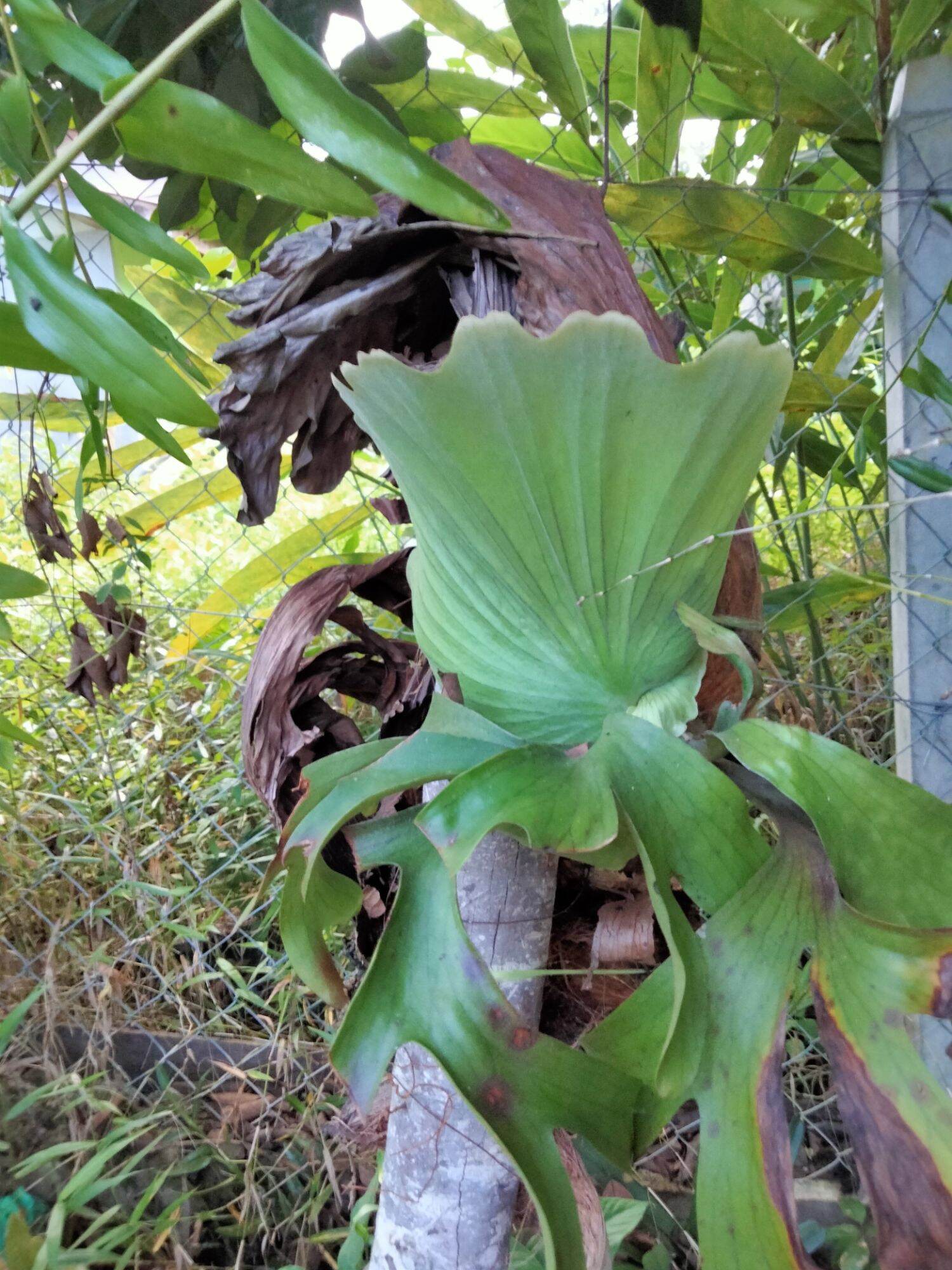 pokok tanduk rusa baby yang cantik | Lazada