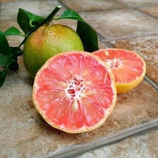 Pokok kahwin limau nipis isi pink (pink fleshed keylime grafted plant ...