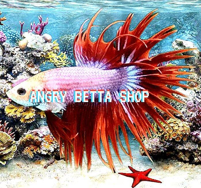 ANGRY BETTA SHOP Official Store in Malaysia, Online Shop 11 2024