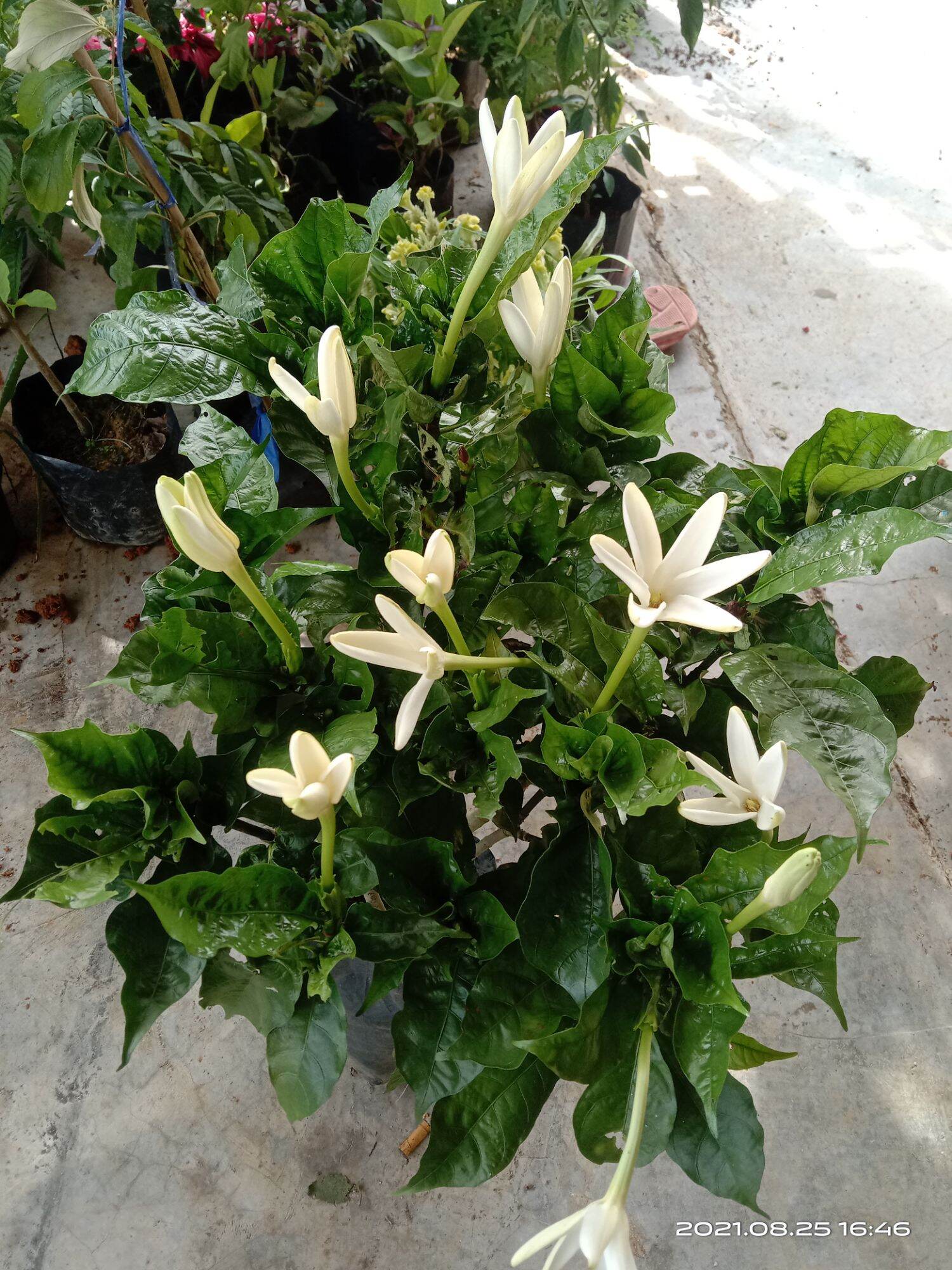 Pokok Melur Africa ( pokok besar) | Lazada