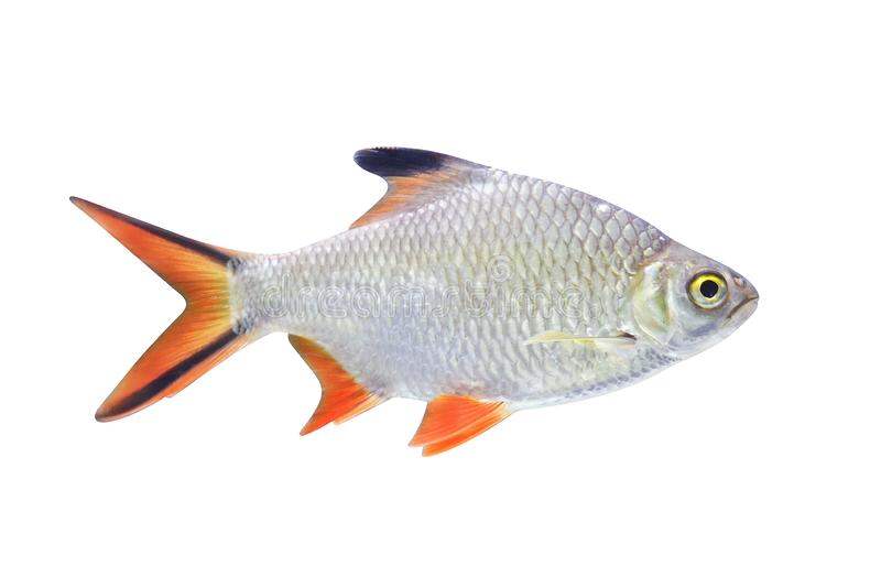 IKAN LAMPAN EKOR 2LINE /黑旗泰國鯽 | Lazada