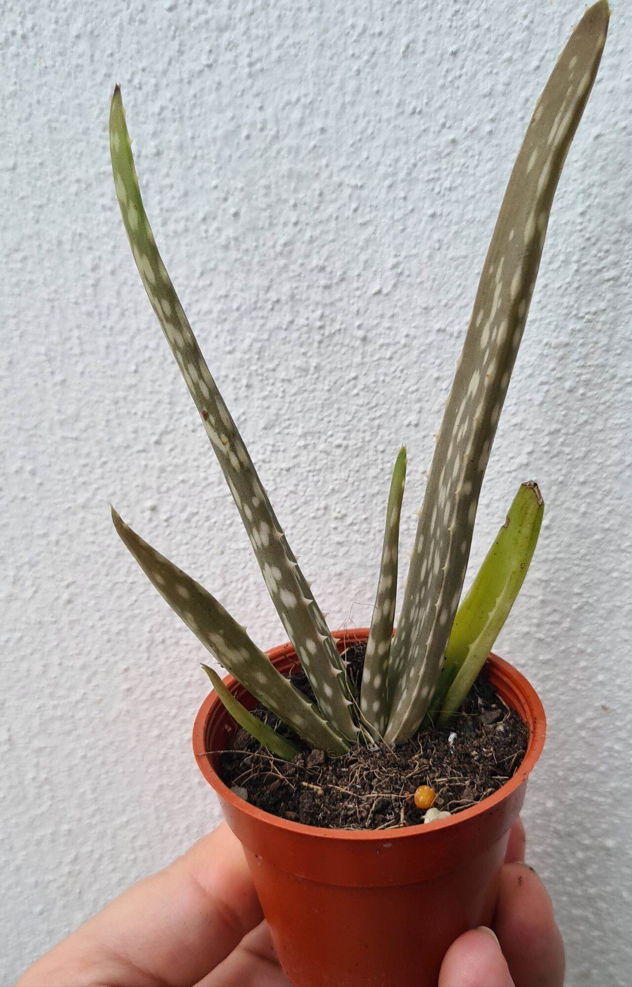 Mini Aloe Vera Plant By Ayma Lazada