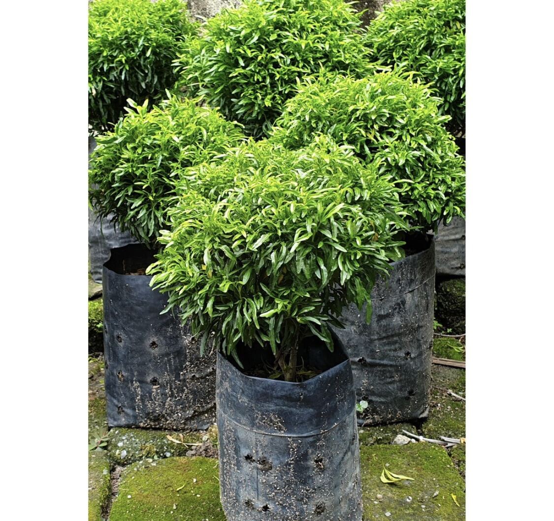 Anak pokok Tong emas ( puding bihun ) Euodia Cultivar Rutacea Aralia ...