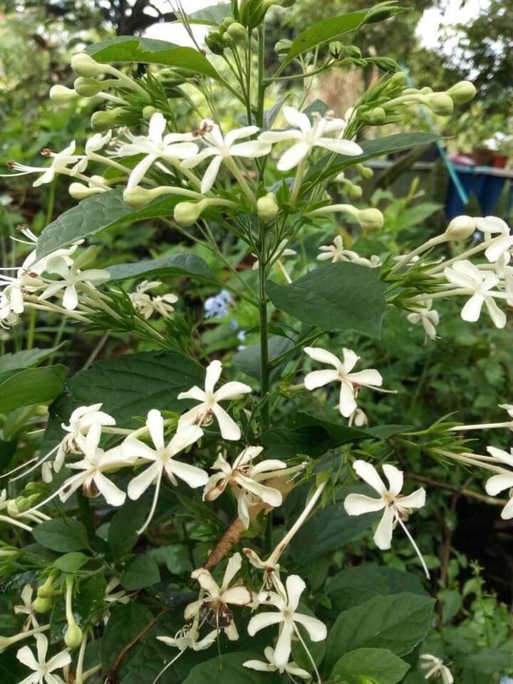Anak Pokok Bunga kembang bugang / white butterfly [real plant] | Lazada