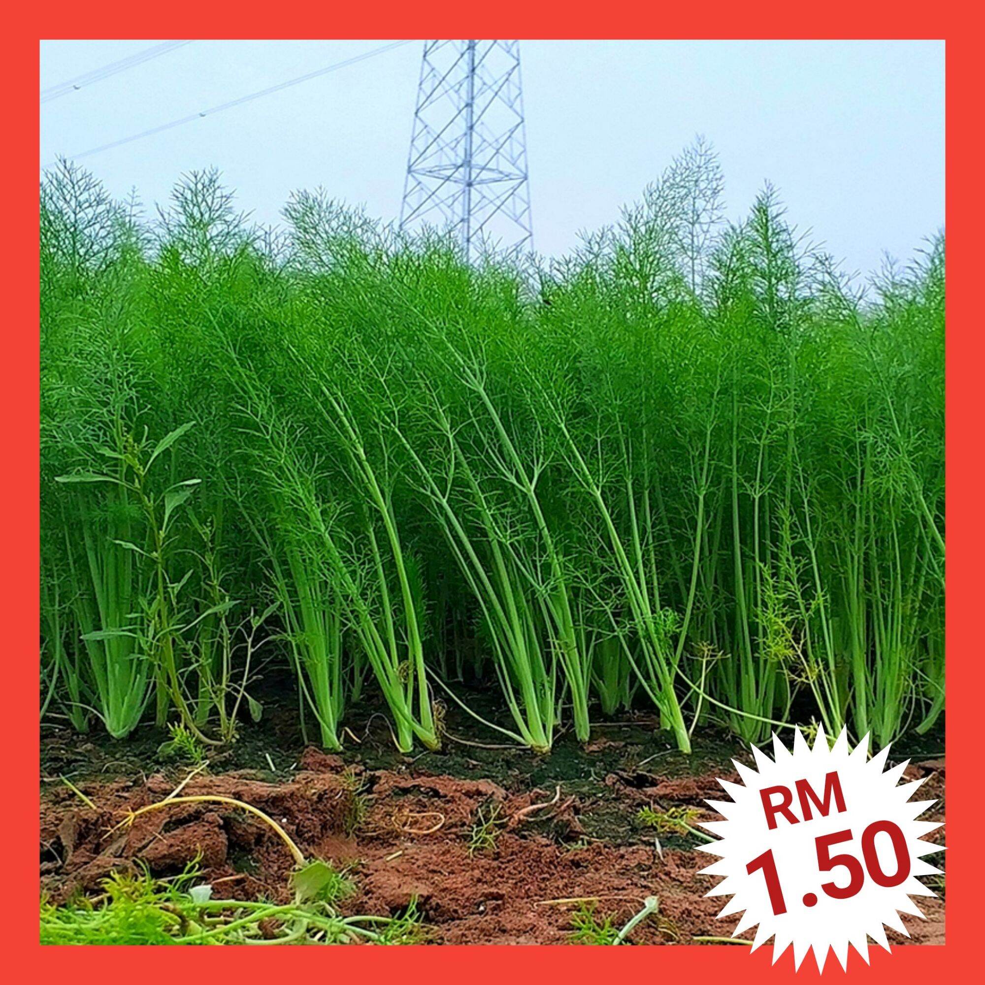 L12 Biji Benih Daun Dill Adas Fennel Seeds 茴香种子 | Lazada