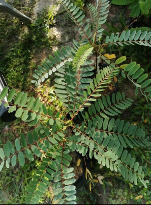 pokok turi, bunga boleh dimakan | Lazada