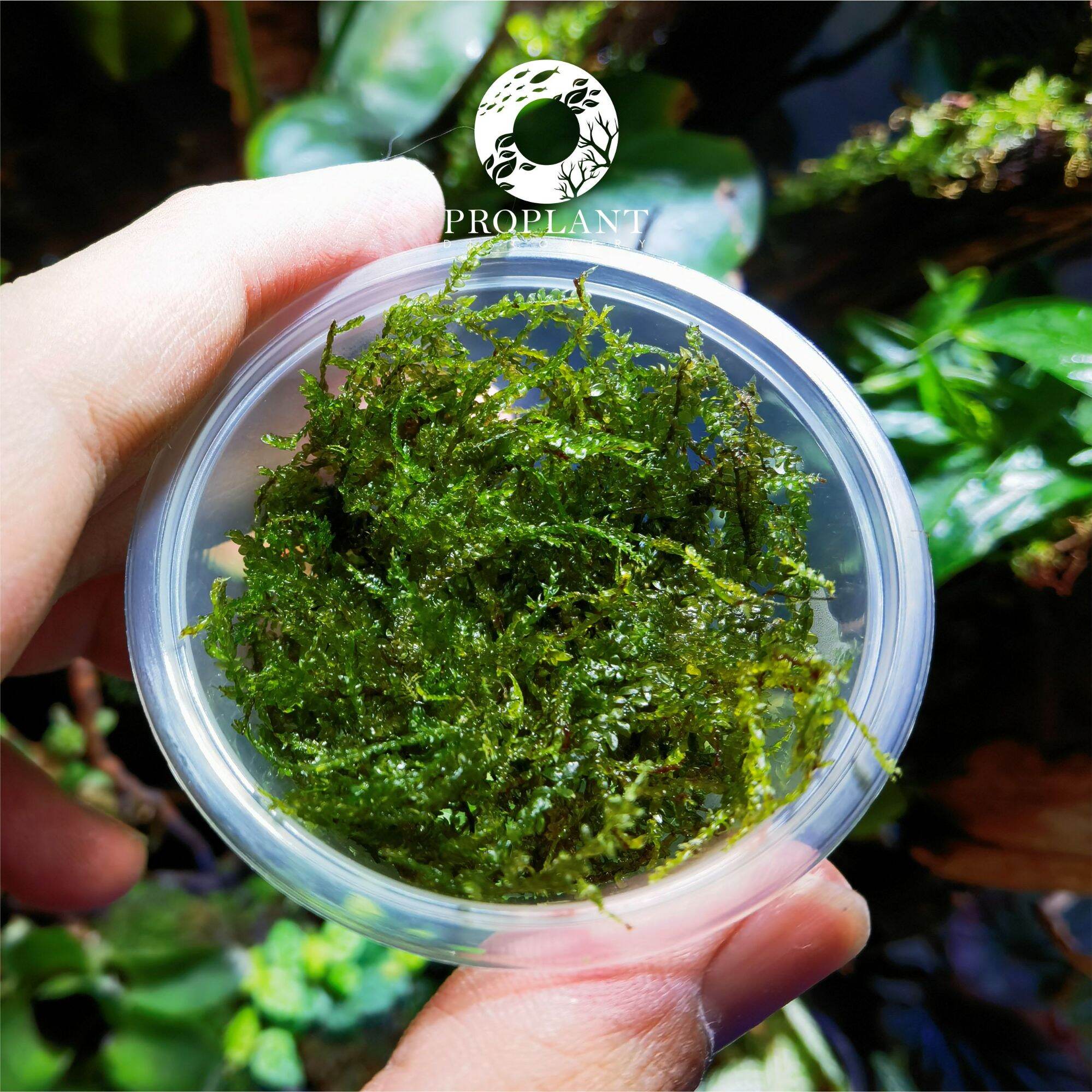 🔥 Weeping Moss 🔥 Vesicularia Ferriei 'Weeping Moss' ( Low Tech Plant ...