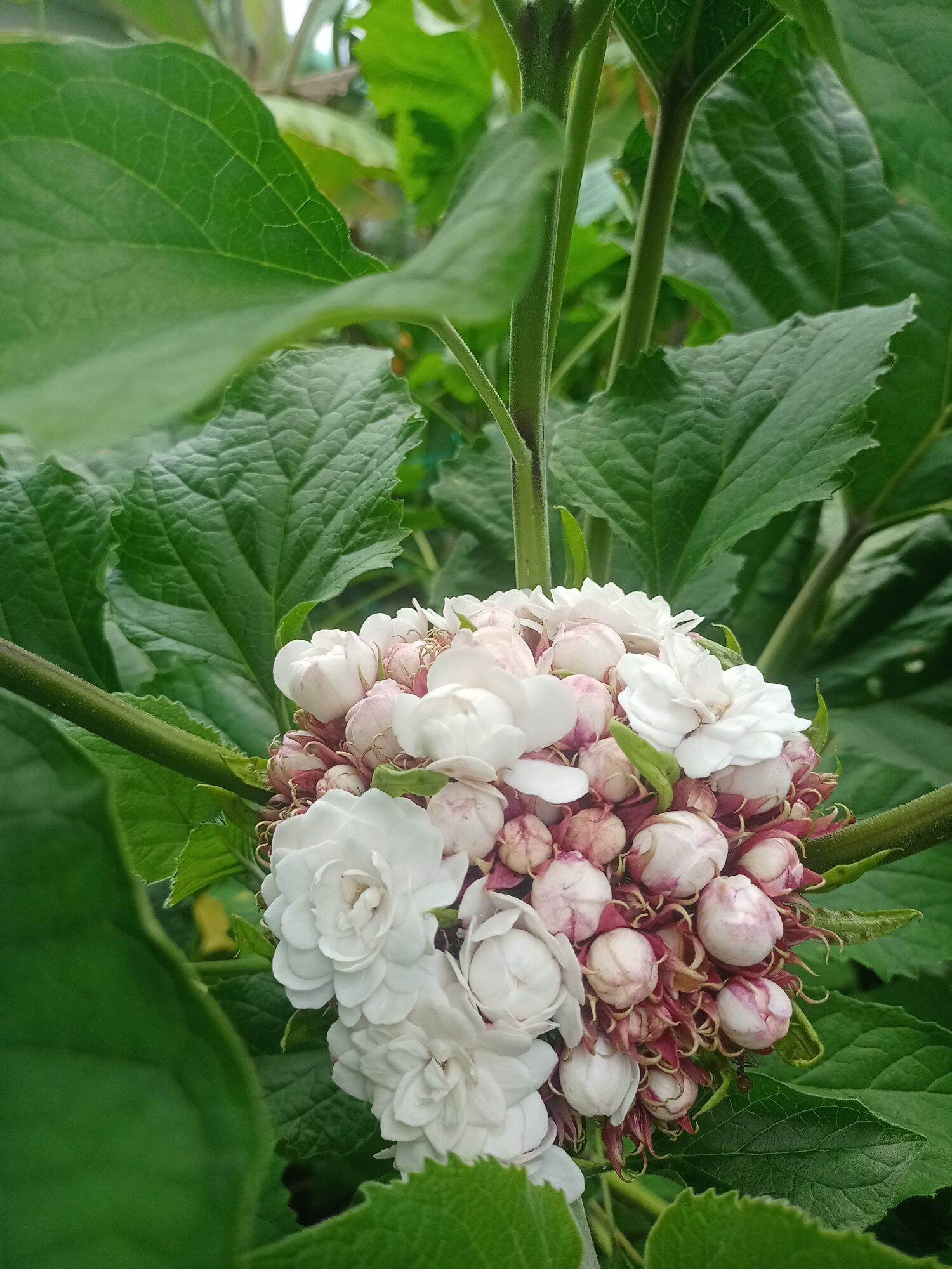 melur jawa/rompun/ bunga wangi (keratan) | Lazada