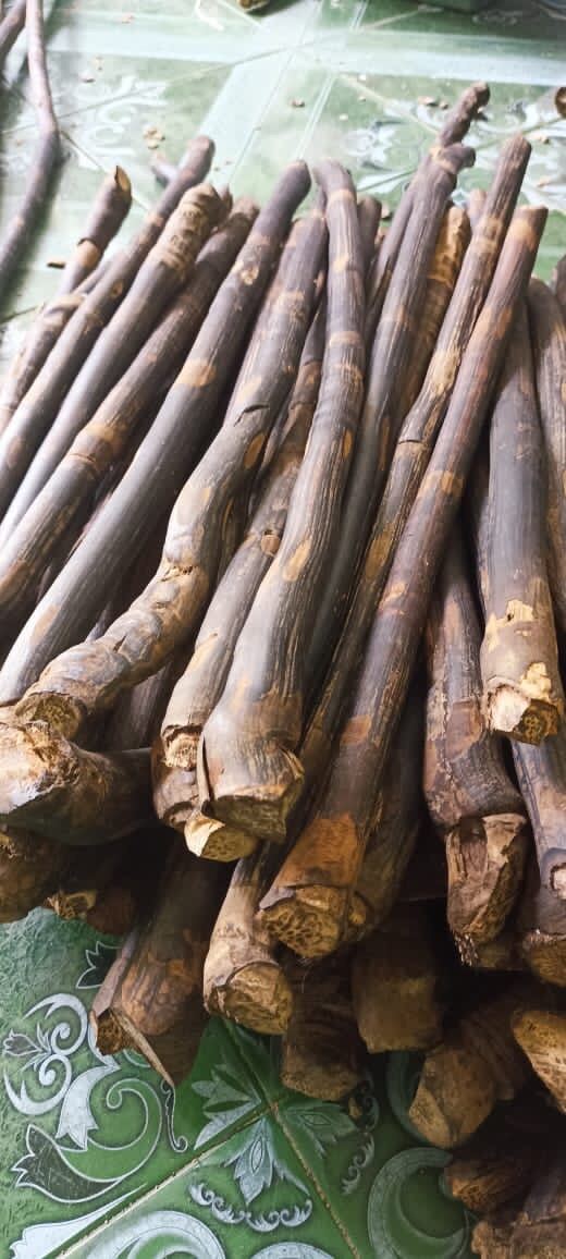 SULUR BERTAM TAPAK HARIMAU🐯🐯🐯 | Lazada