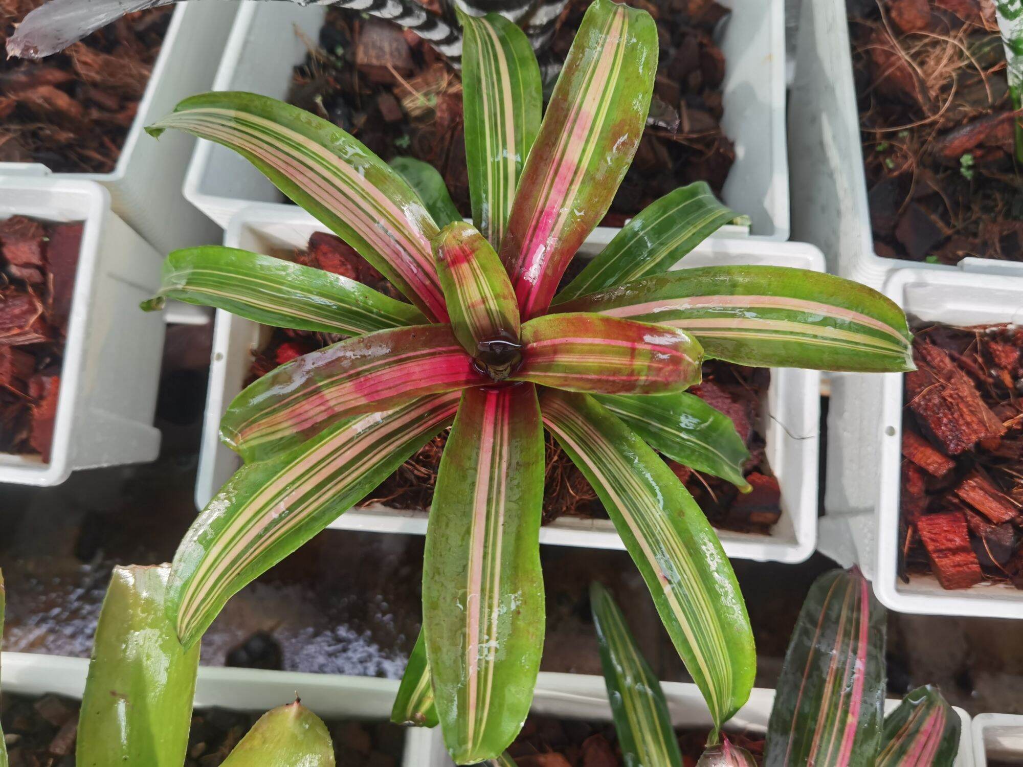 bromeliad neoregelia Avalon Hybrid | Lazada