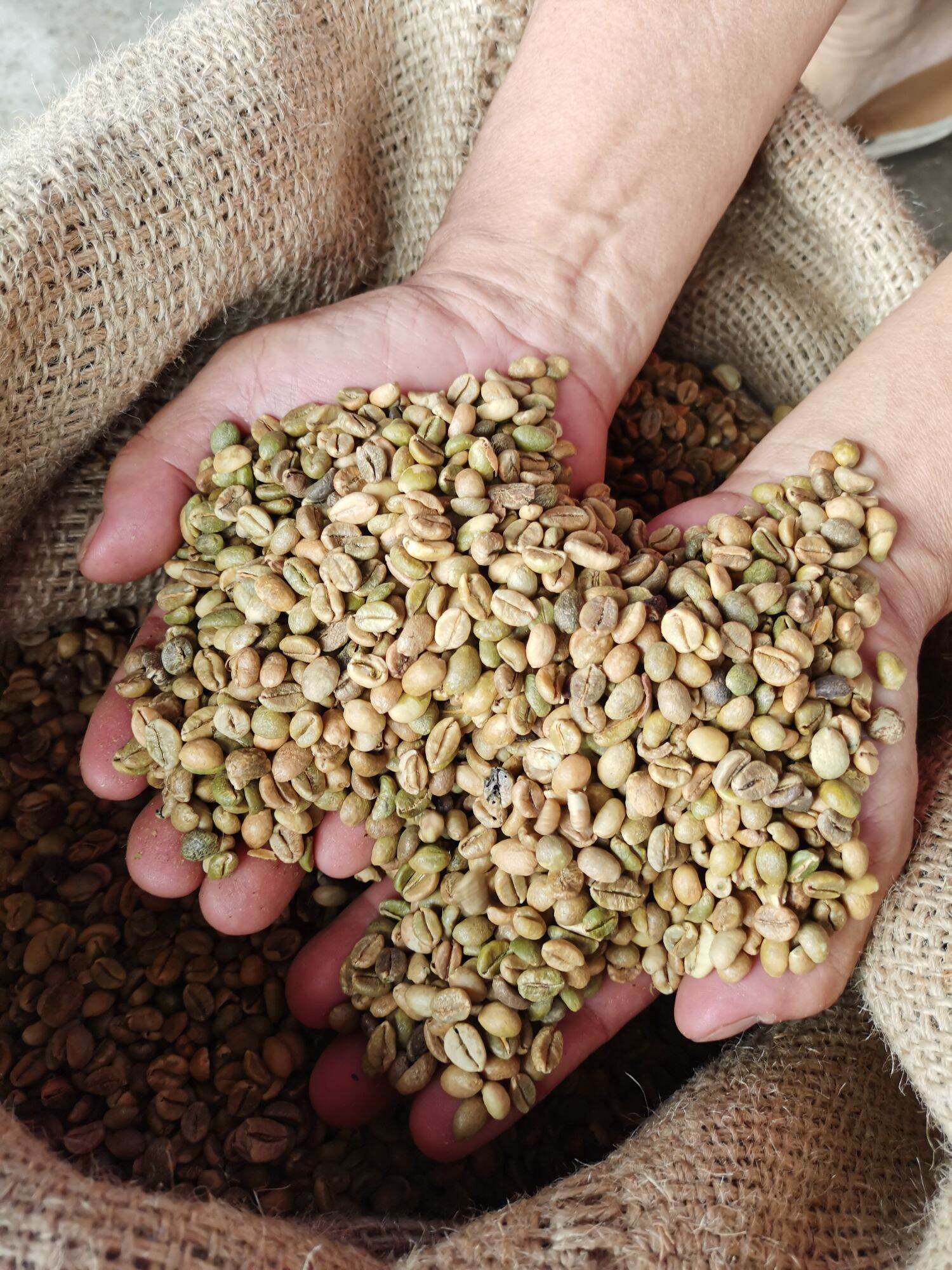 Indonesia Excelsa raw beans (1kg) | Lazada