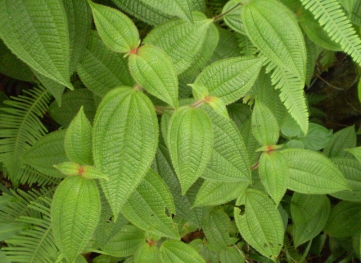 daun pokok senduduk bulu, Hairy Clidemia leaves | Lazada