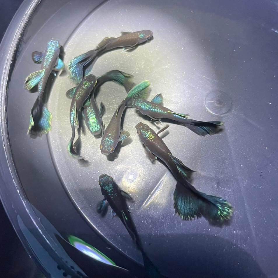 GUPPY MOSCOW GREEN AND BLUE LIVE FISH | Lazada