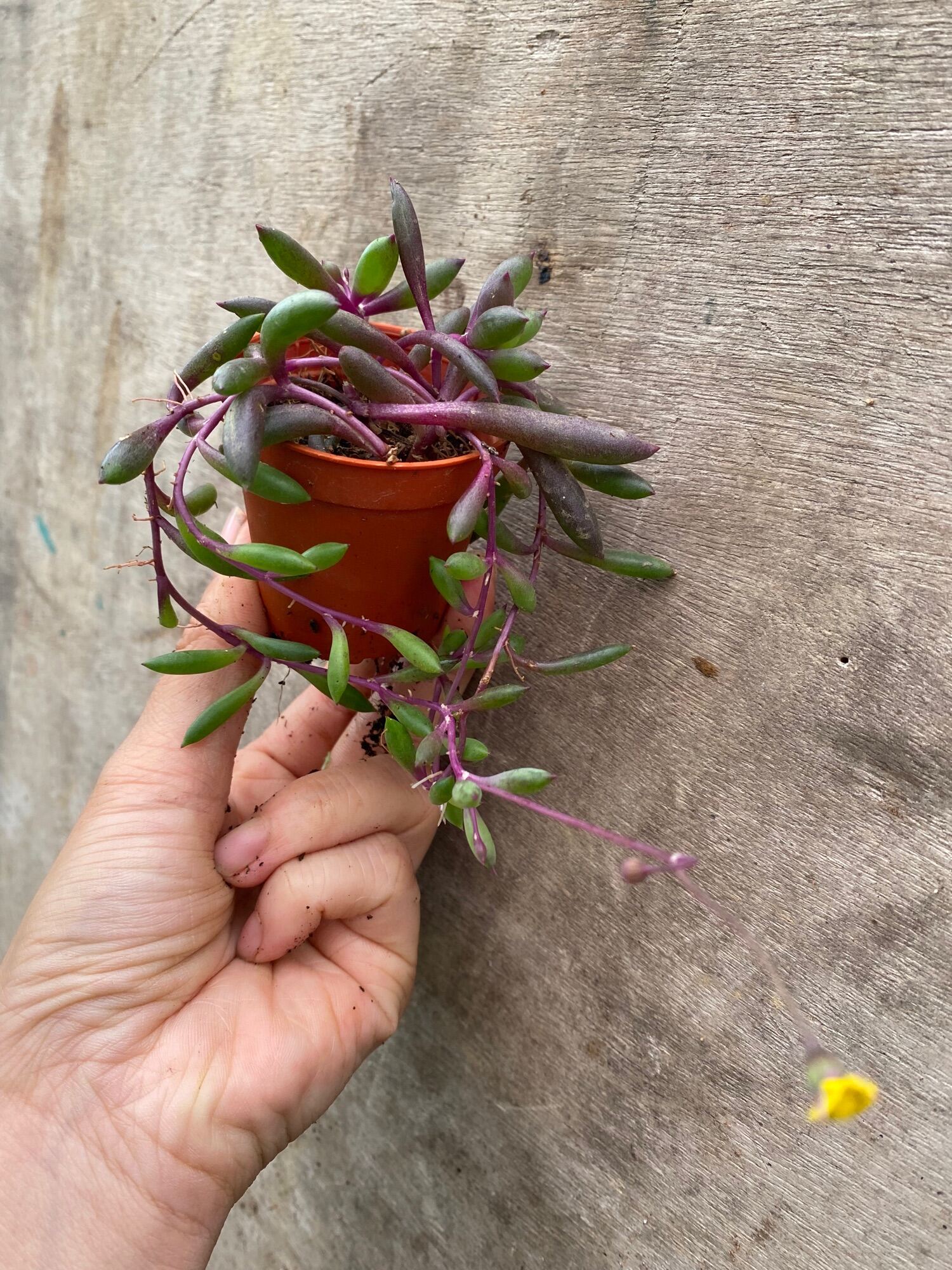 Othonna capensis L.H.Bailey 紫玄月 | Lazada