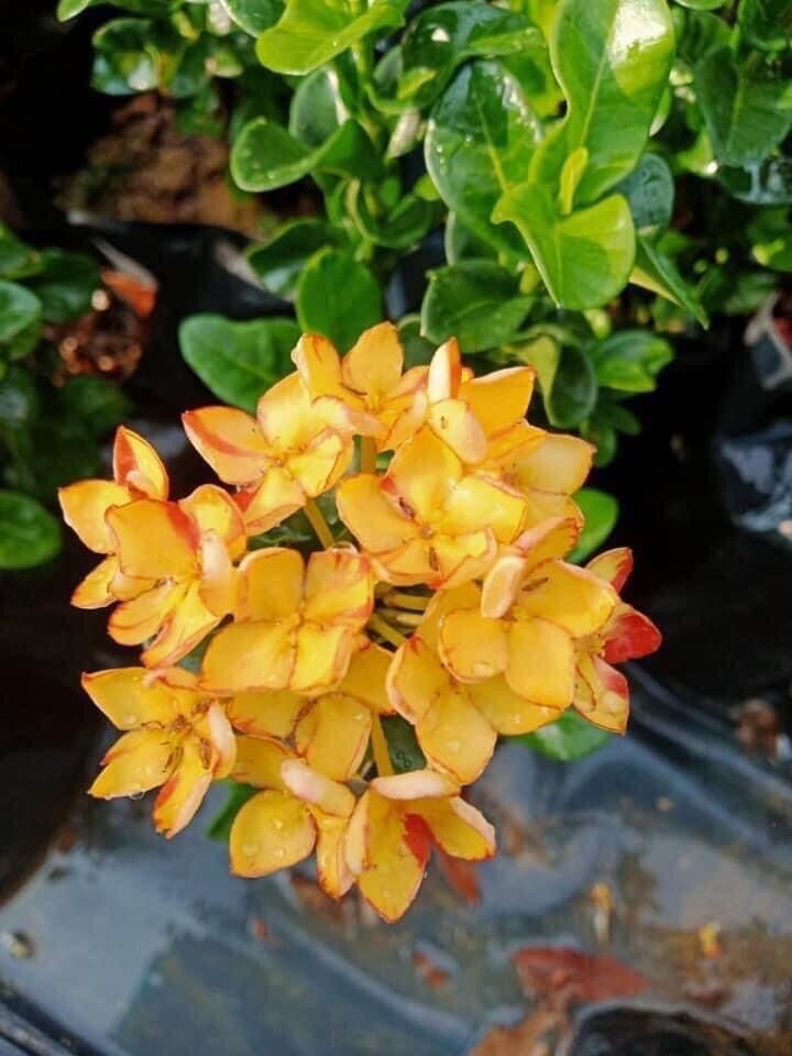 Pokok Bunga Ixora Kuning Oren Rim Oren Real Plant | Lazada