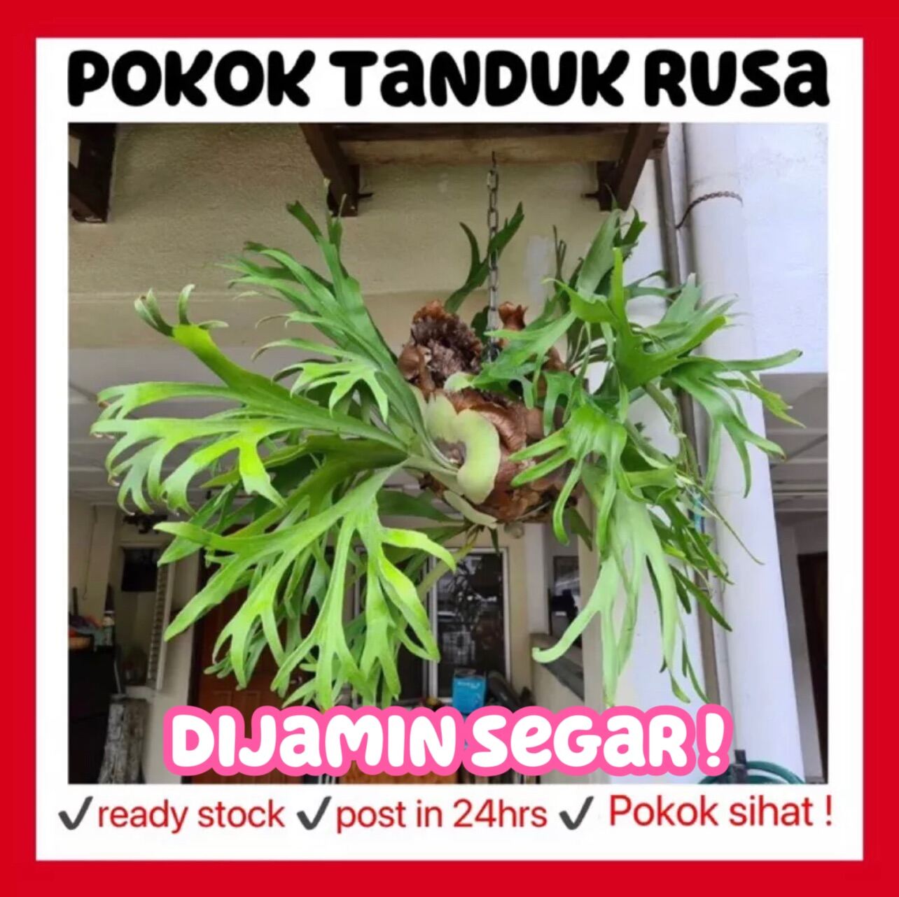 RINA • pokok tanduk rusa • playtcerium bifurcatum conorarium staghorn ...