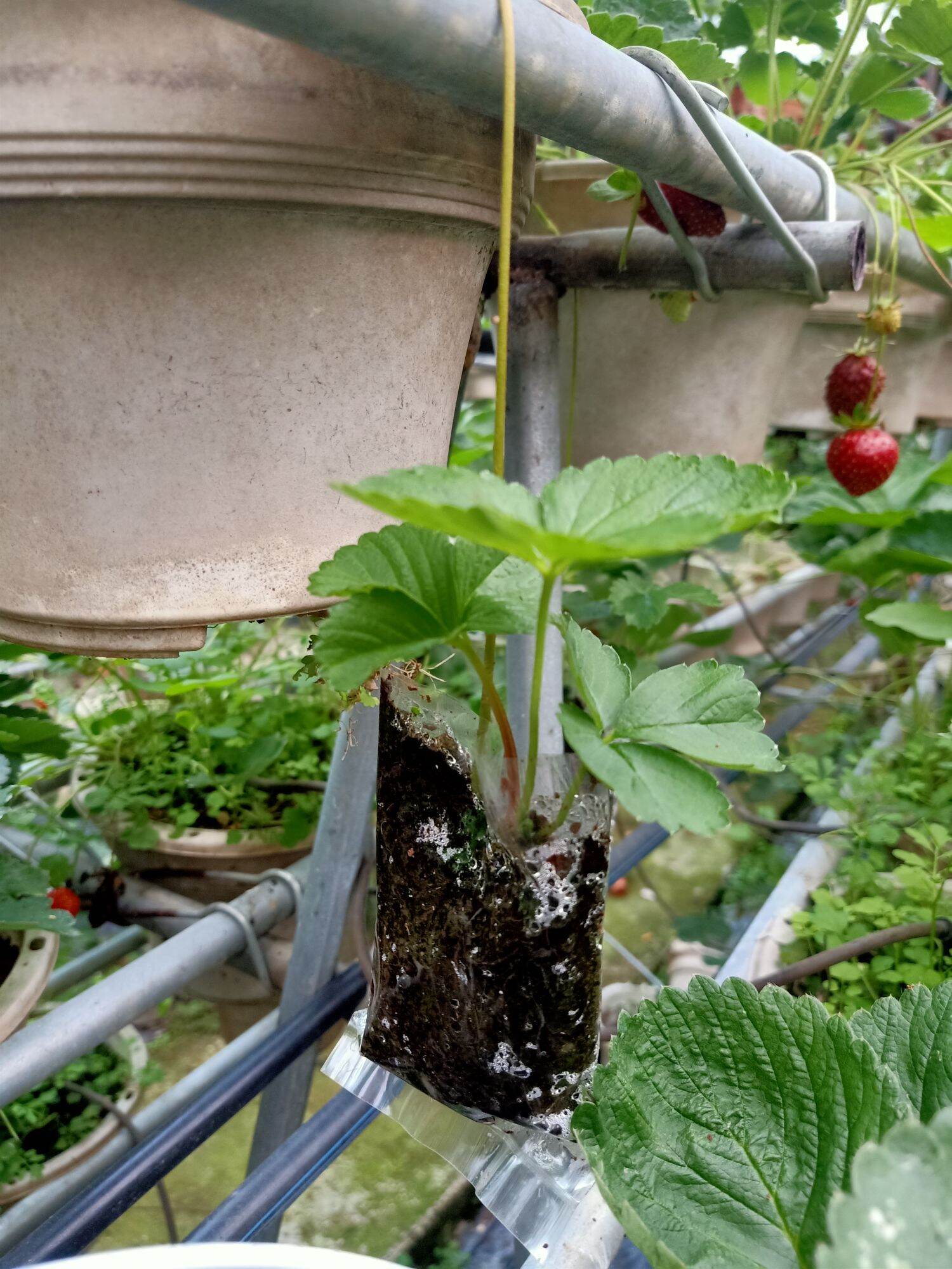 anak Pokok Strawberry Cameron Highlands Albion | Lazada