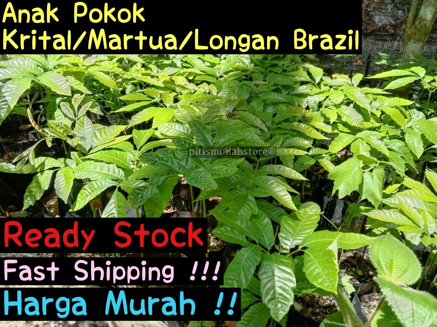 READY STOCK!!Anak Pokok Buah Kristal Matoa Longan Brazil Manis | Lazada