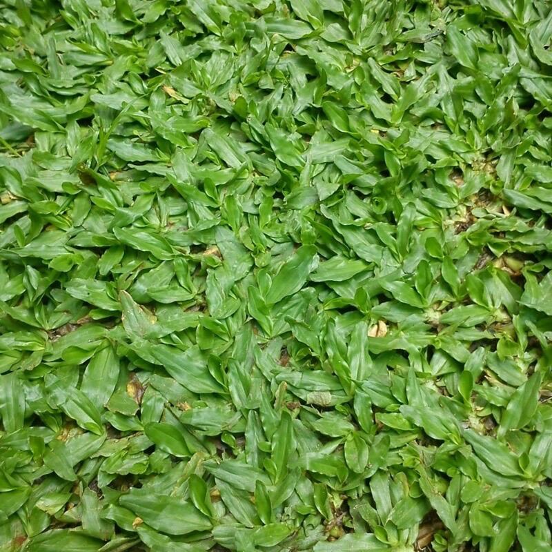 Rumput Carpet Hidup / Rumput Japanese / Filipina Grass / Rumput Mutiara ...