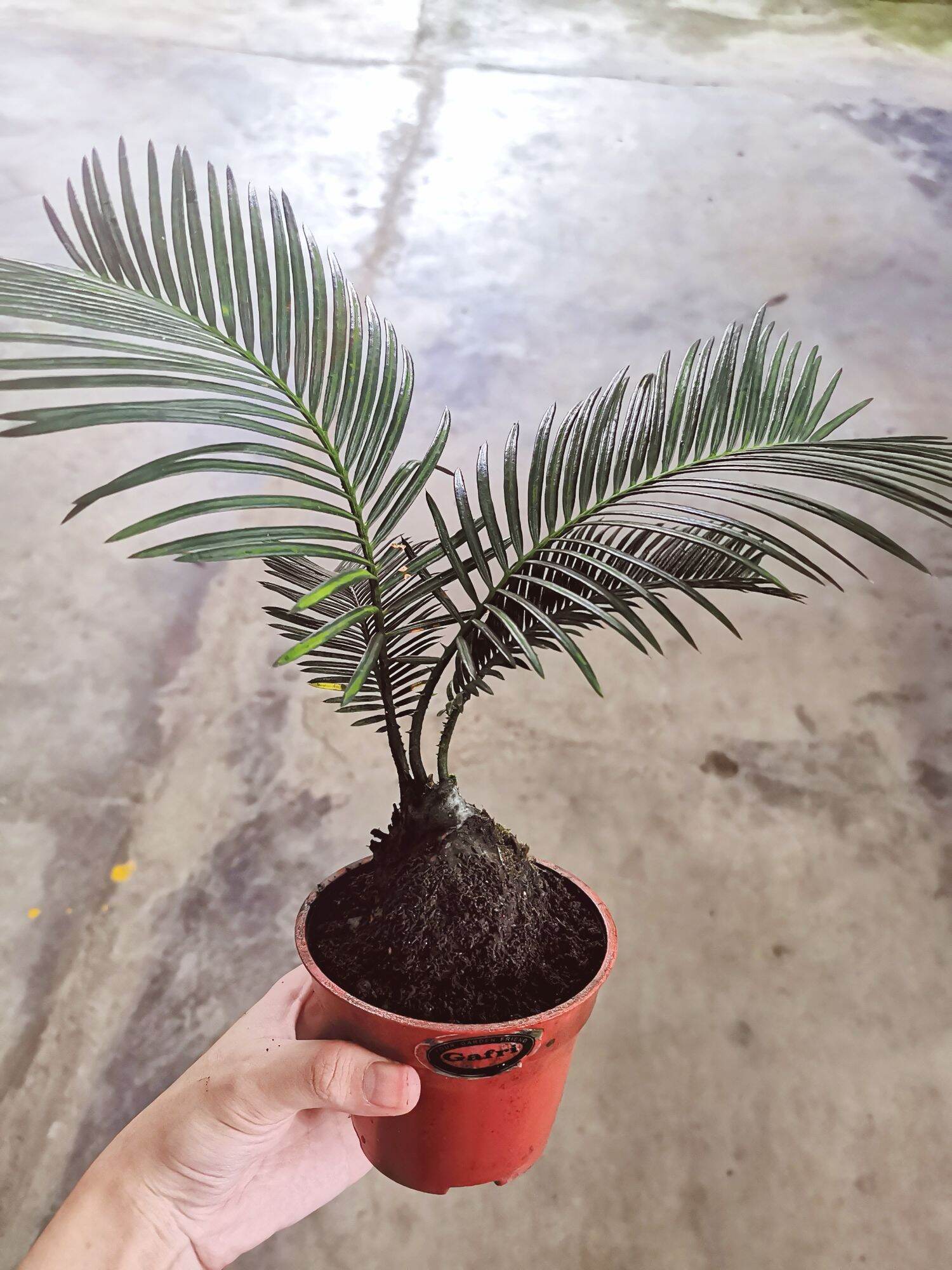 [AGROWTH] SAGO PALM / CYCAS REVOLUTA BONSAI mini 5~8cm 苏铁 铁树 | Lazada