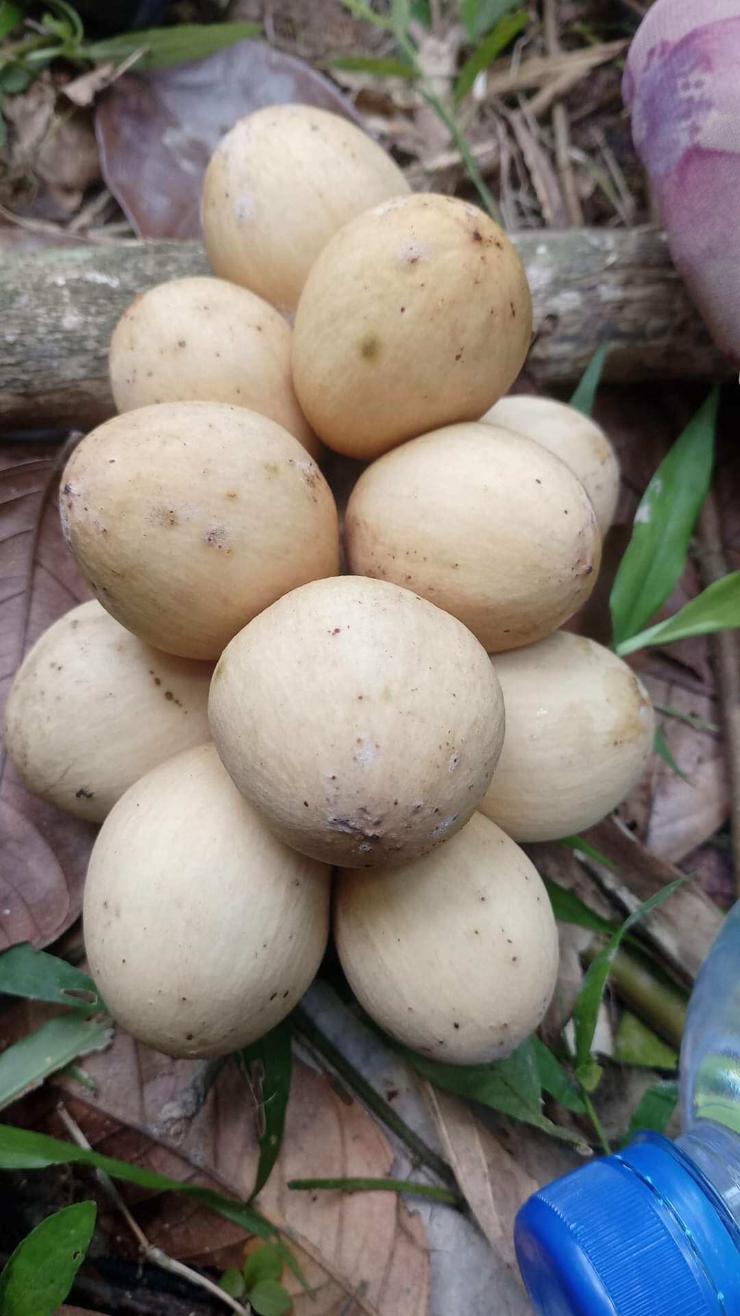 buah langsat fresh | Lazada
