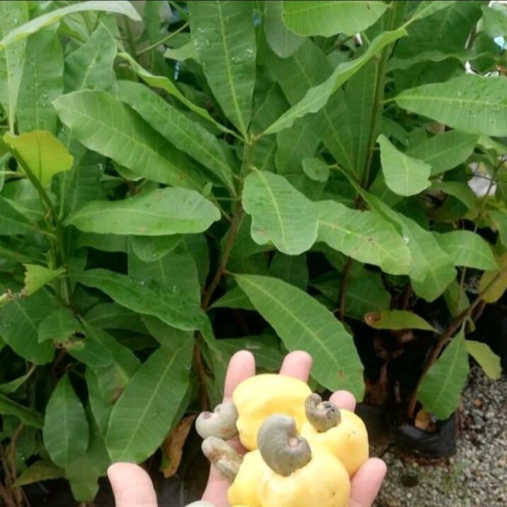 Pokok gajus ketereh,makan ulam atau buah | Lazada