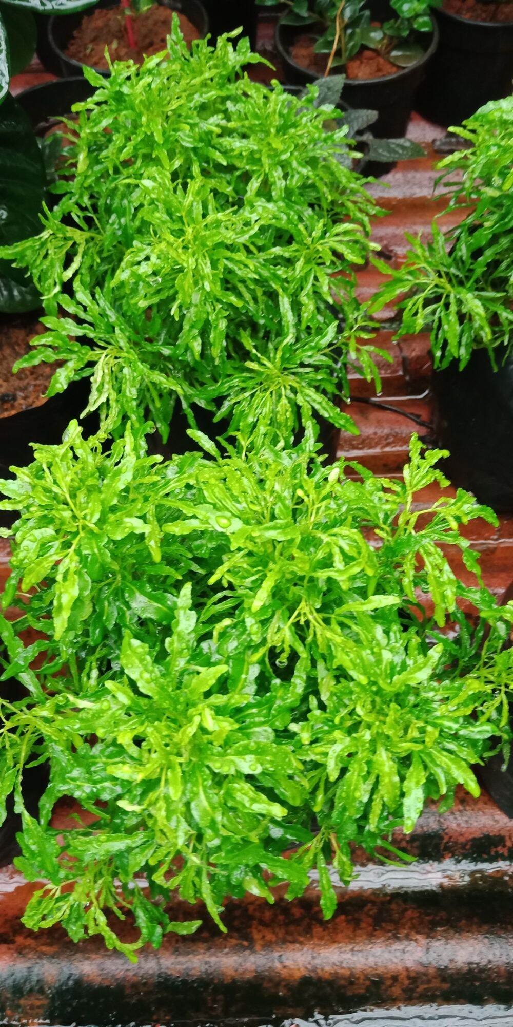 pokok bunga tong emas/bola emas | Lazada