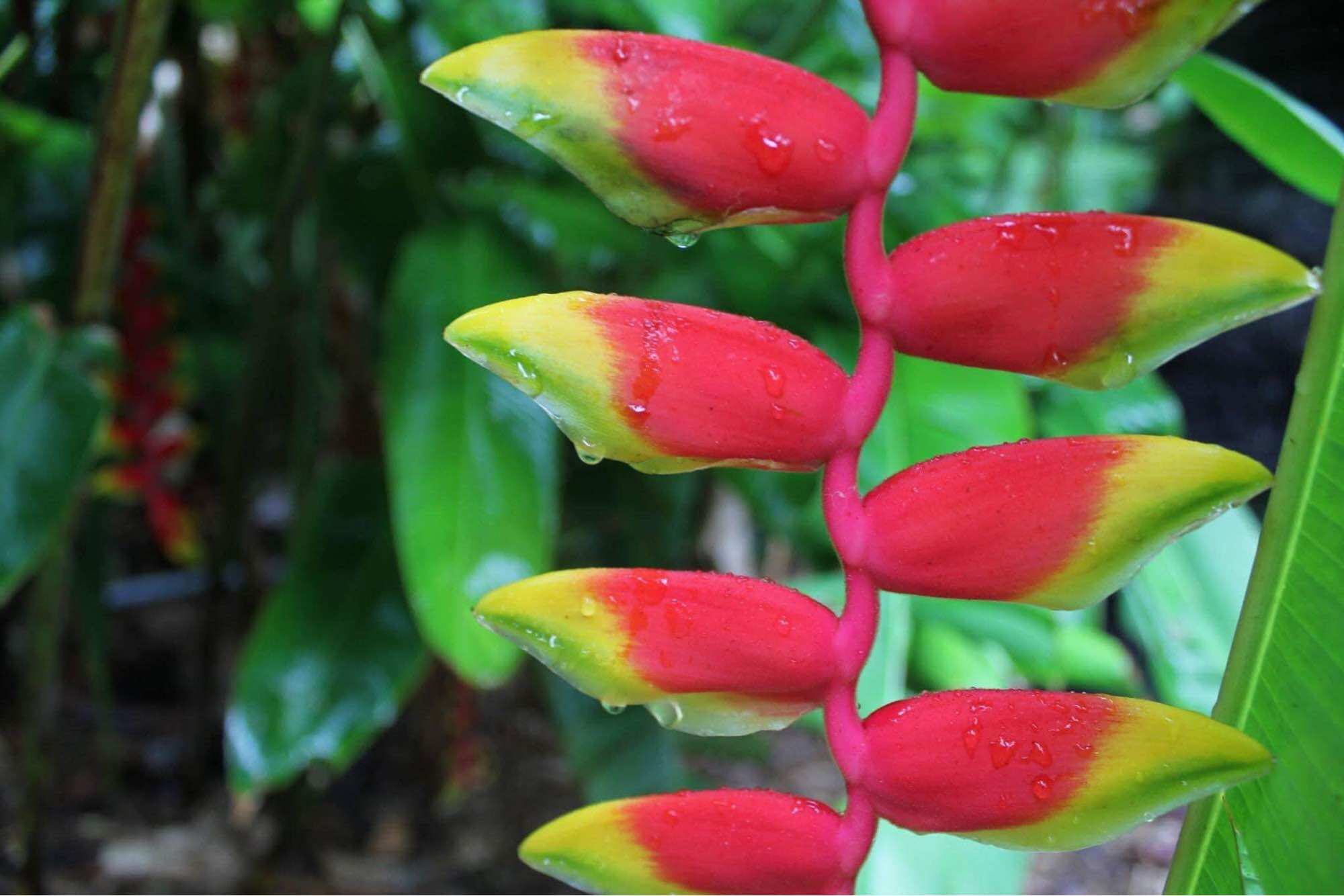 Pokok dan Ubi/rhizome heliconia rauliniana, bihai, sexy pink, rostrata ...